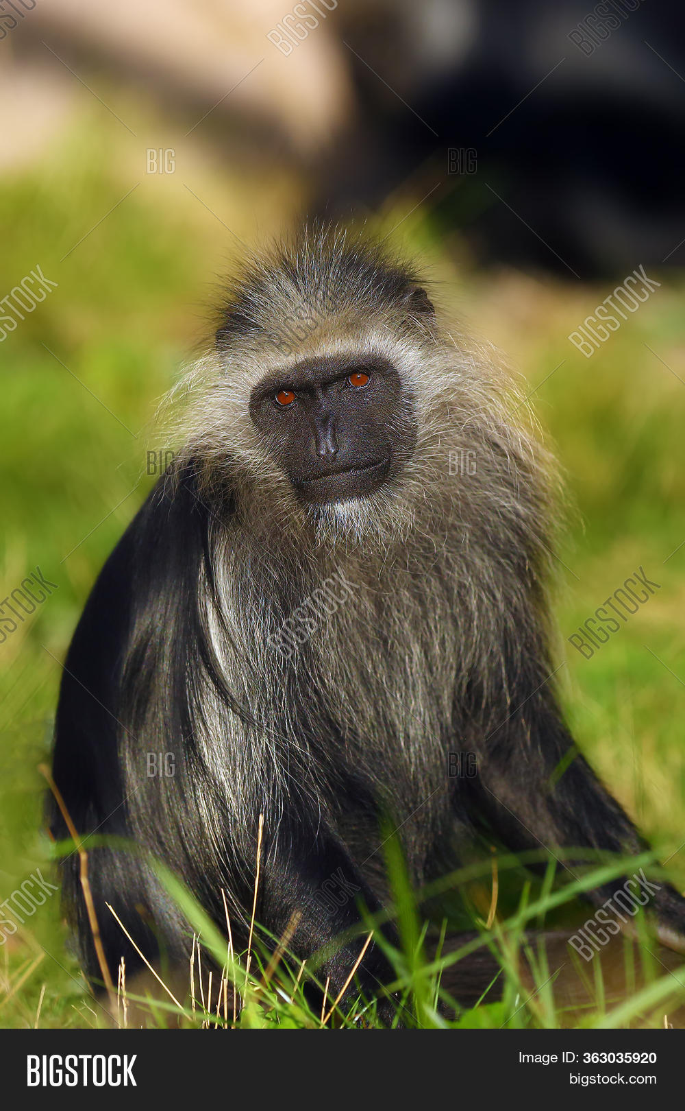 King Colobus (colobus Image & Photo (Free Trial) | Bigstock