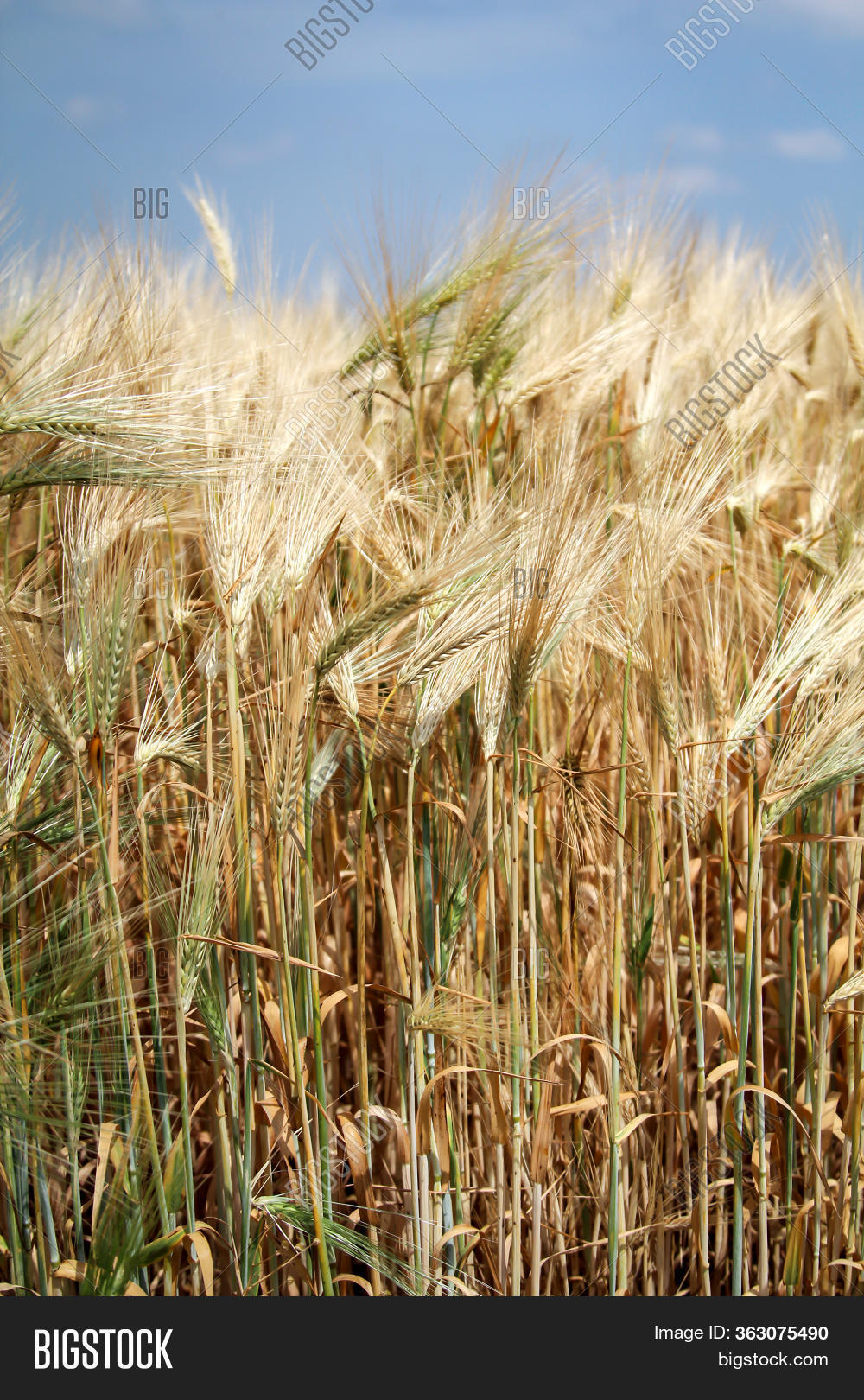 View Grain Field Image & Photo (Free Trial) | Bigstock