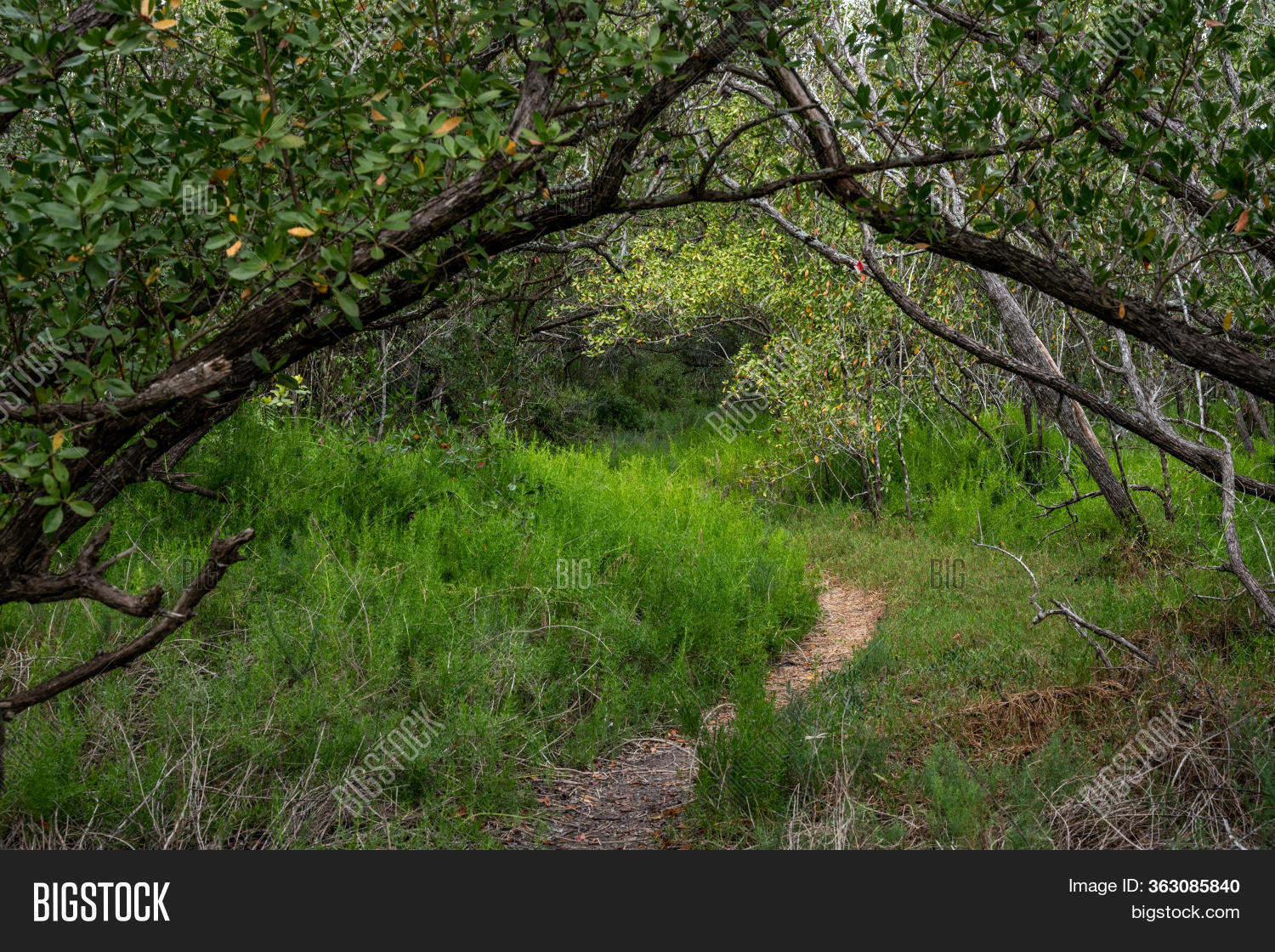 Narrow Trail Image & Photo (Free Trial) | Bigstock