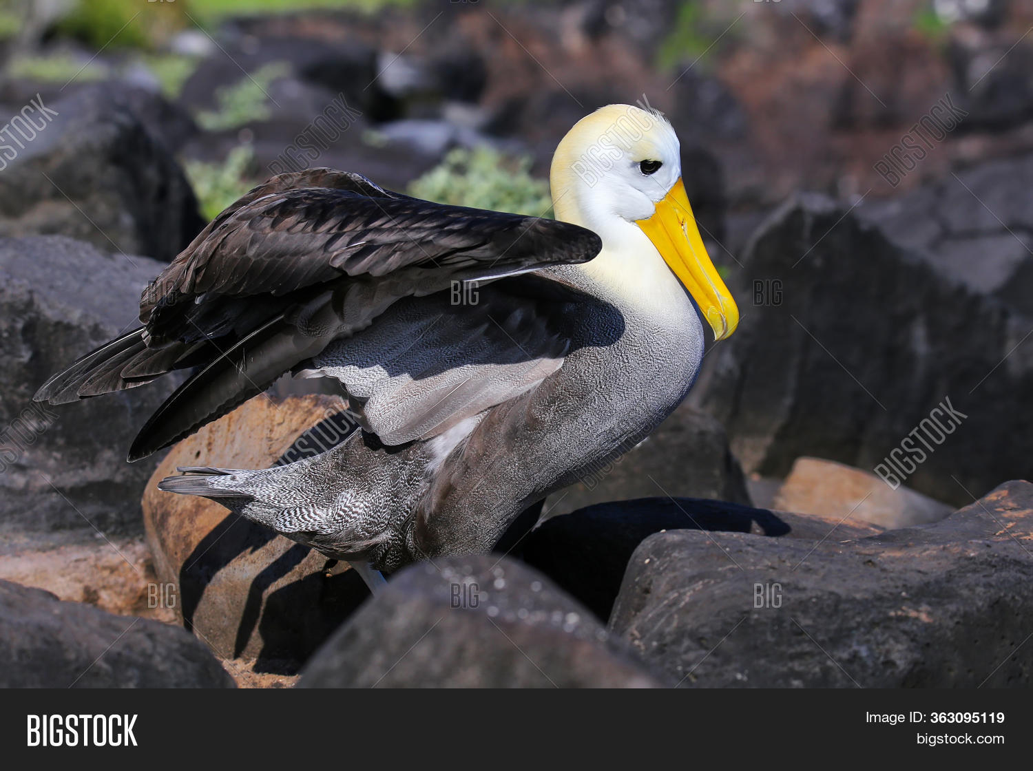 Waved Albatross Image & Photo (Free Trial) | Bigstock