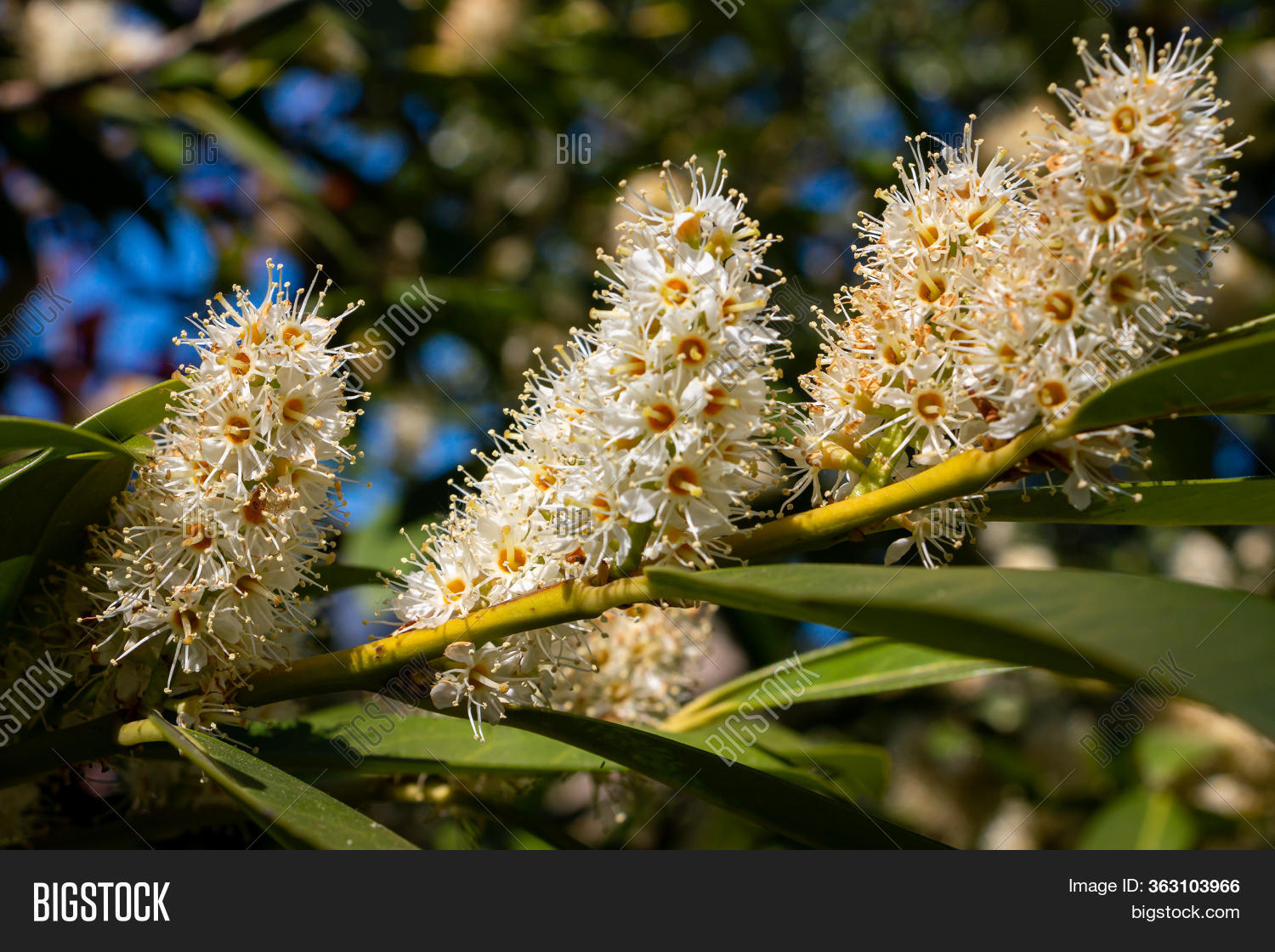 Image Flowers Laurel Image & Photo (Free Trial) | Bigstock