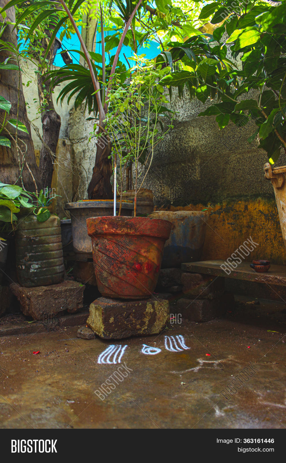 Holy Basil Plant Tulsi Image & Photo (Free Trial) | Bigstock
