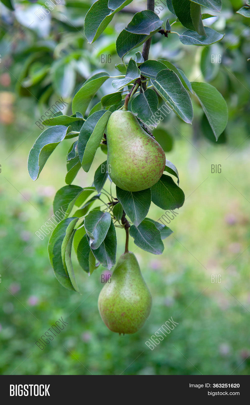 Shiny Delicious Pears Image & Photo (Free Trial) | Bigstock