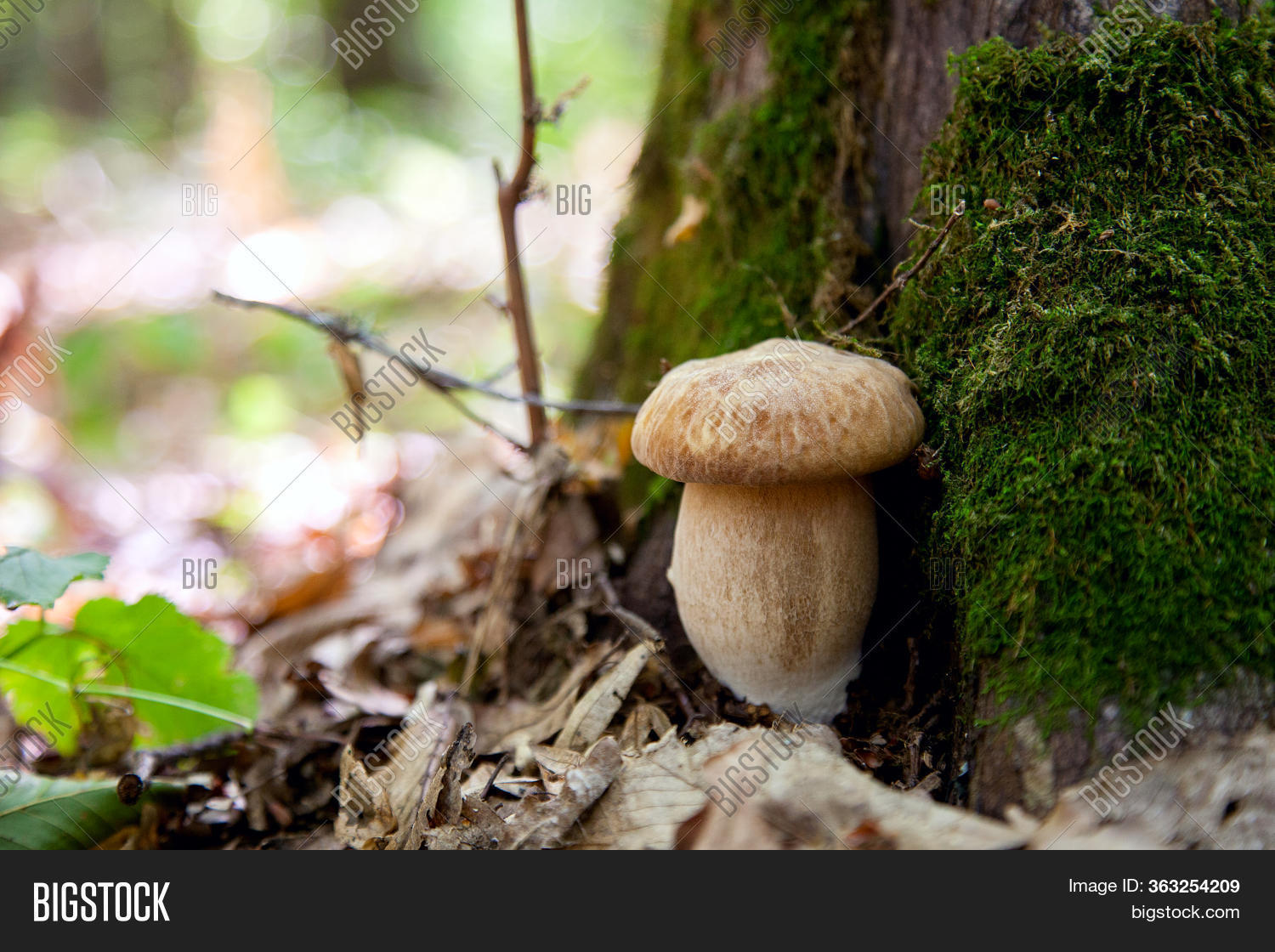 Boletus Mushroom Wild Image & Photo (Free Trial) | Bigstock