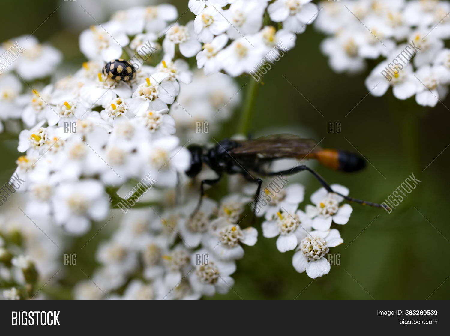 Small Insects Close- Image & Photo (Free Trial) | Bigstock