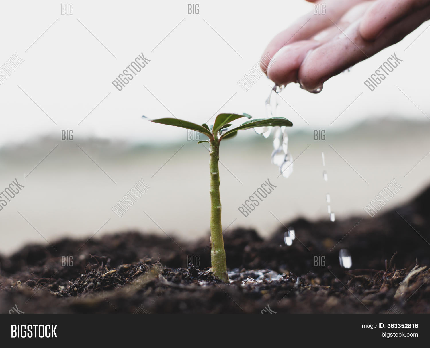 Women Planting Trees Image & Photo (Free Trial) | Bigstock