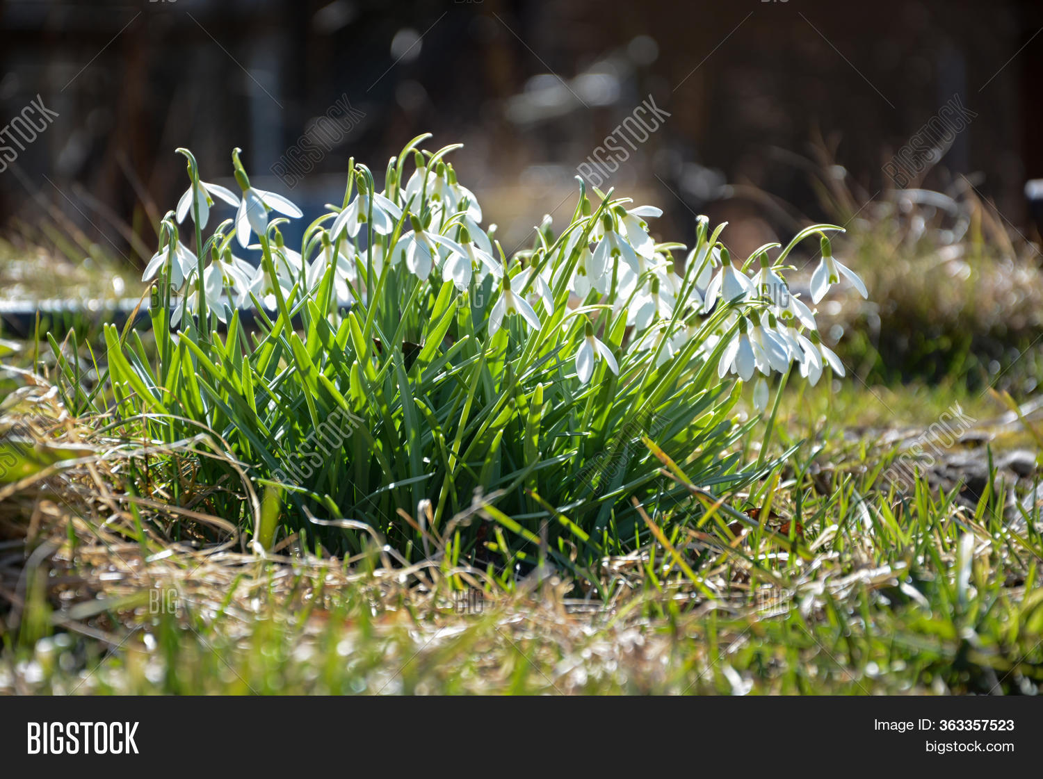 Snowdrop Common Image & Photo (Free Trial) | Bigstock