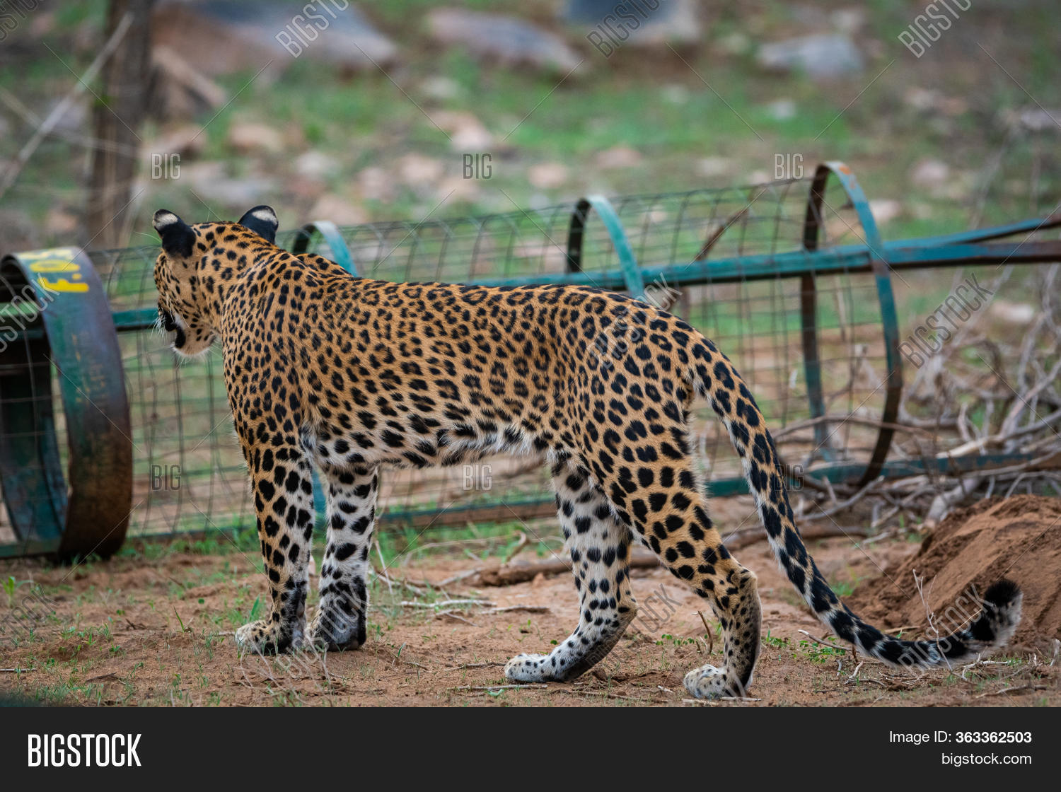 Leopard Panther Image & Photo (Free Trial) | Bigstock