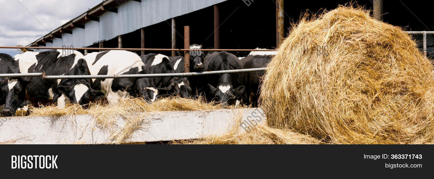 Farm Cows Haystack On Image & Photo (Free Trial) | Bigstock
