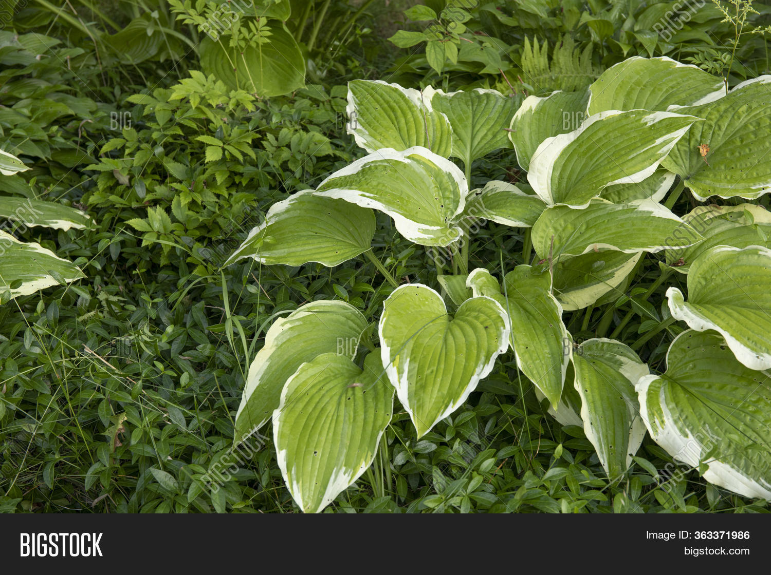 Detail Flower Border Image & Photo (Free Trial) | Bigstock