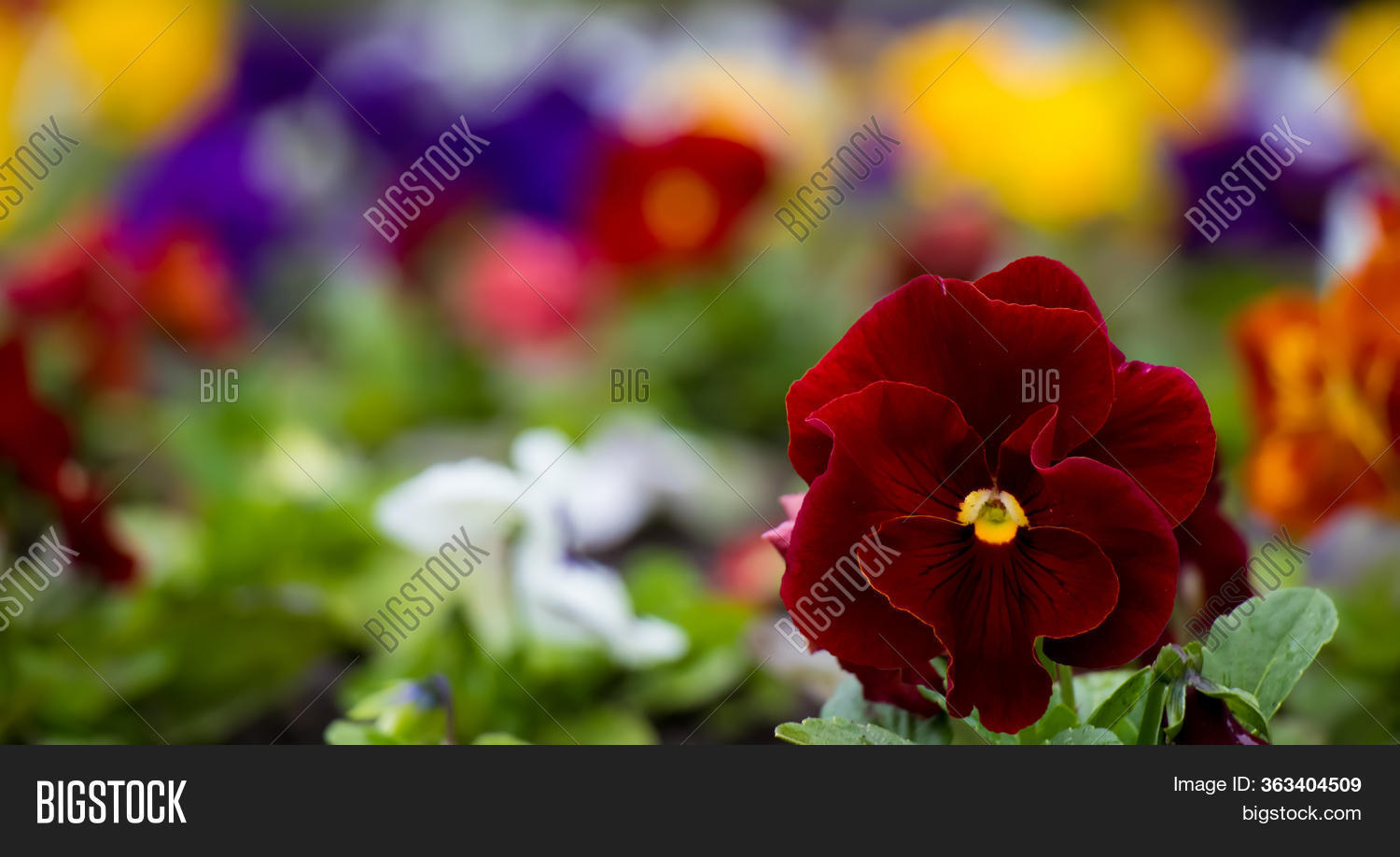 Beautiful Red Pansy Image & Photo (Free Trial) | Bigstock