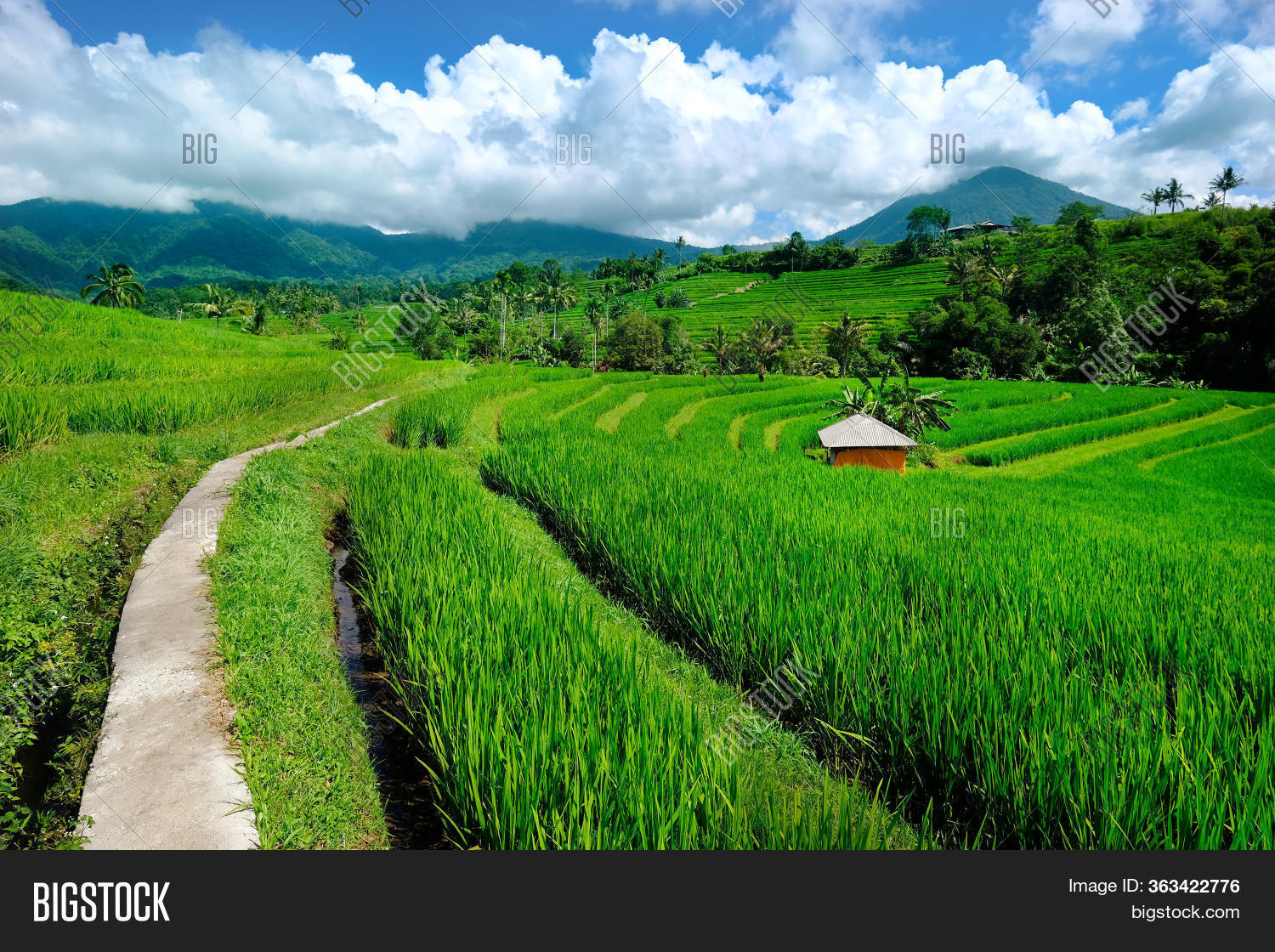 View Green Color Rice Image & Photo (Free Trial) | Bigstock