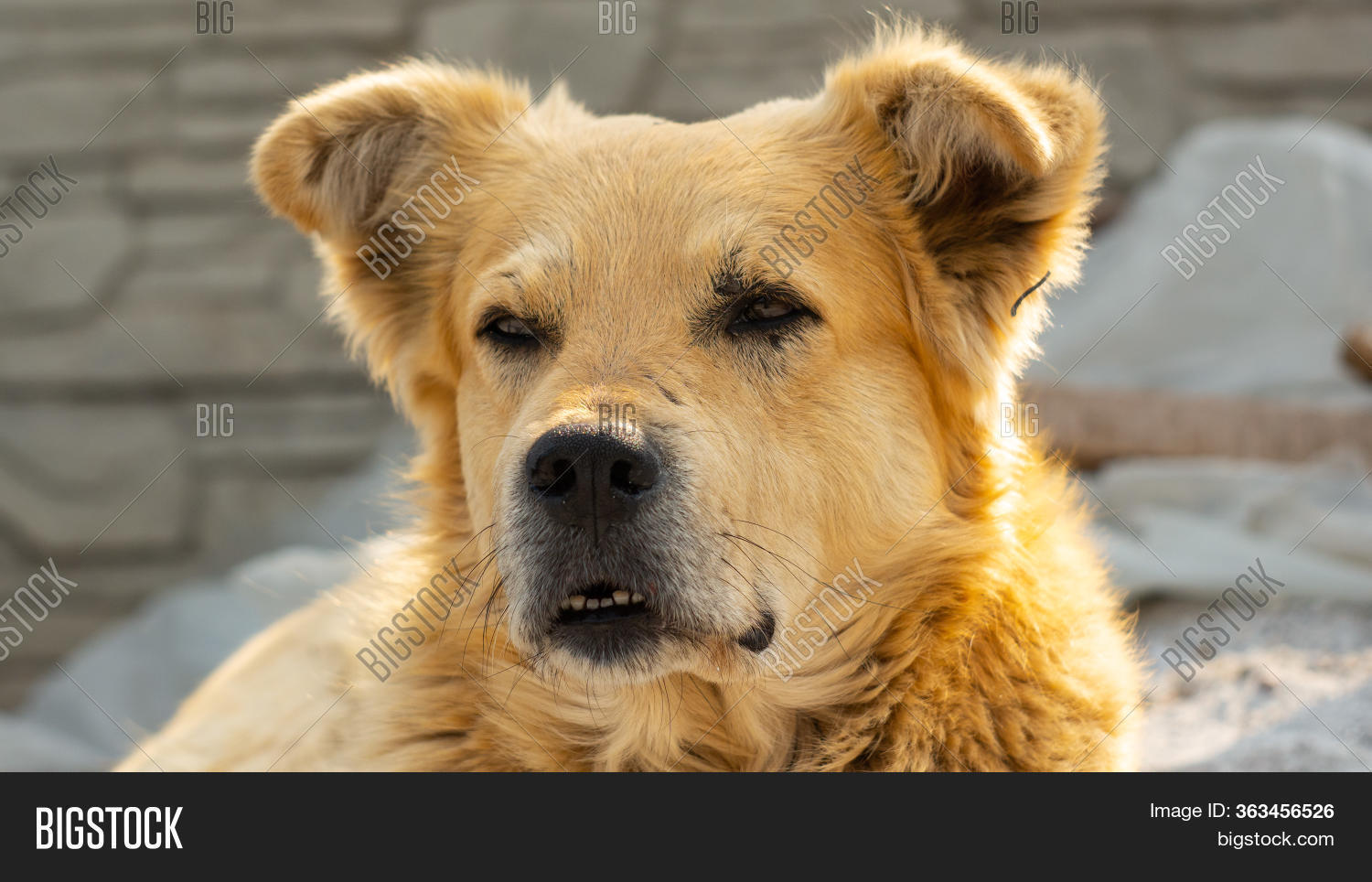 Portrait Cute Mutts On Image & Photo (Free Trial) | Bigstock