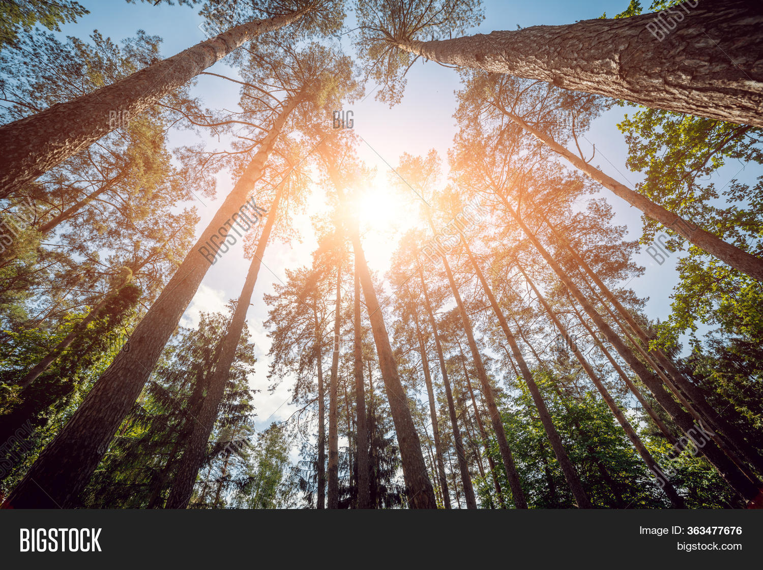 Rays Light Forrest. Image & Photo (Free Trial) | Bigstock