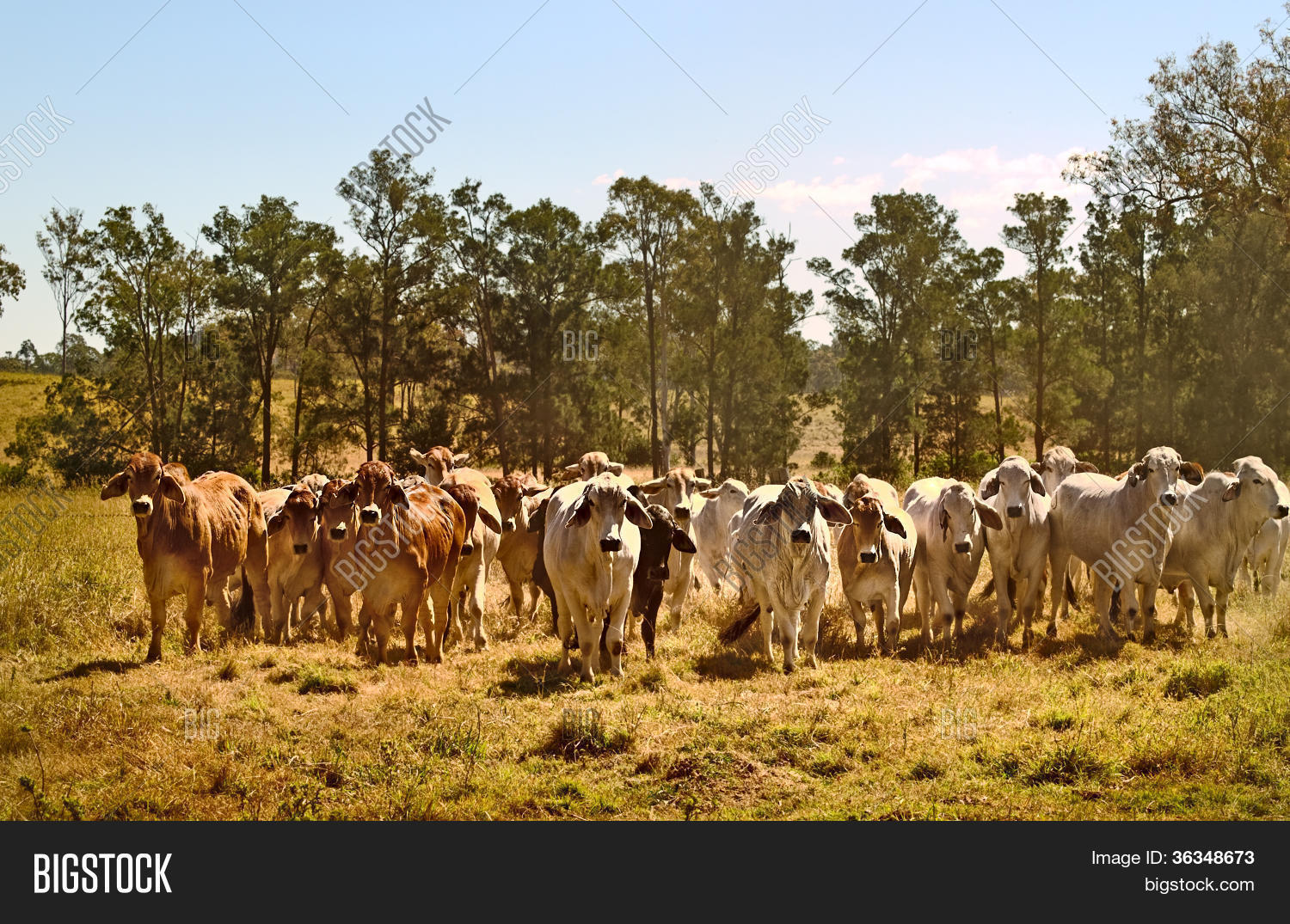 Australia Cattle Ranch Image & Photo (Free Trial) | Bigstock
