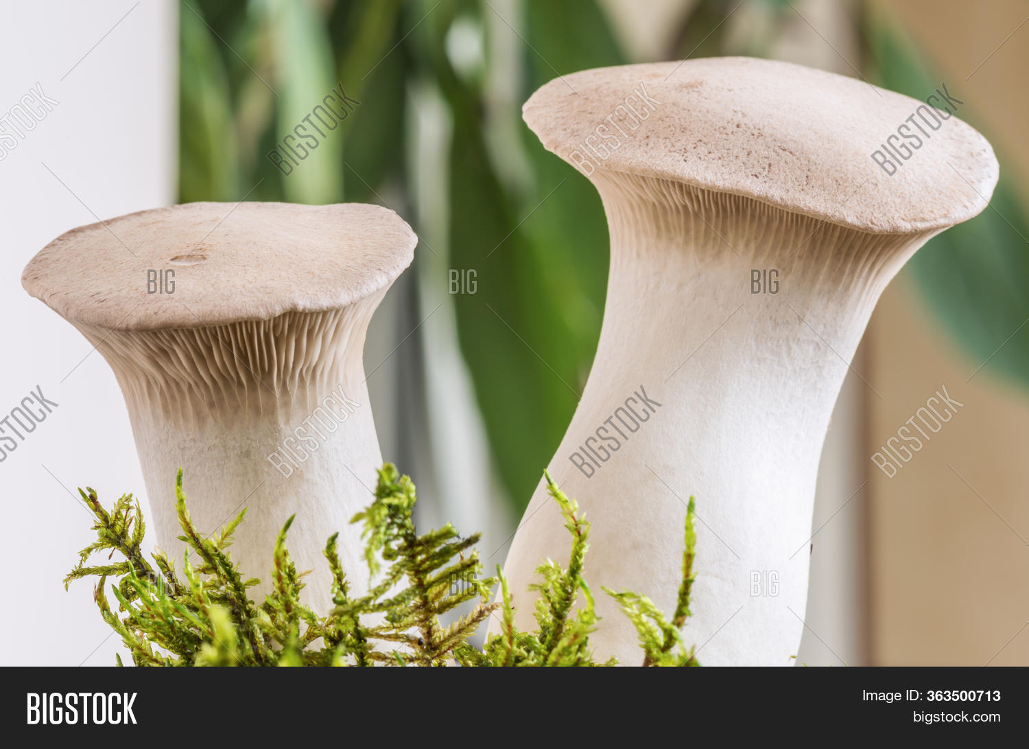 King Oyster (eringi) Image & Photo (Free Trial) | Bigstock