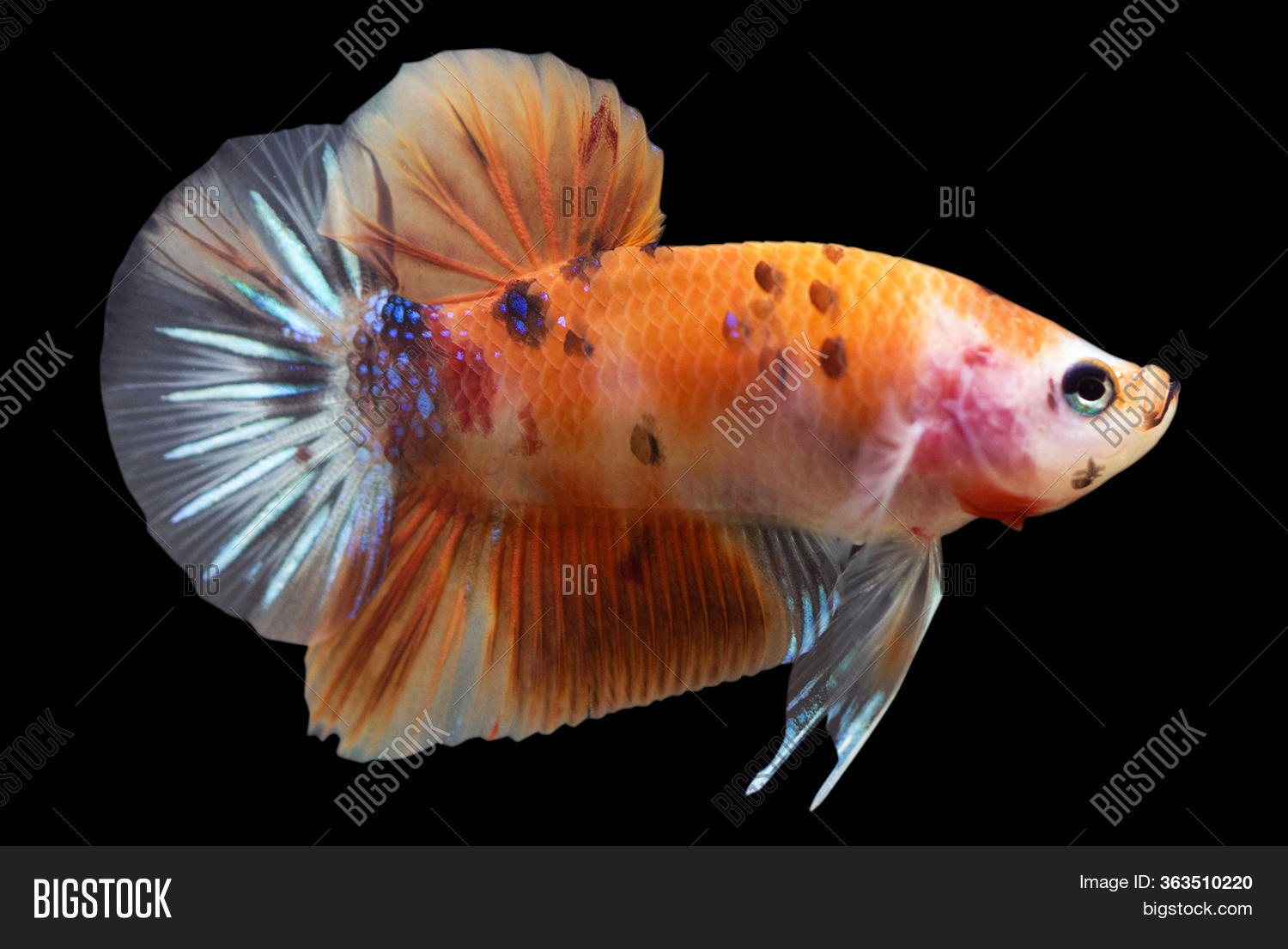 Betta Nemo Halfmoon Image & Photo (Free Trial) | Bigstock