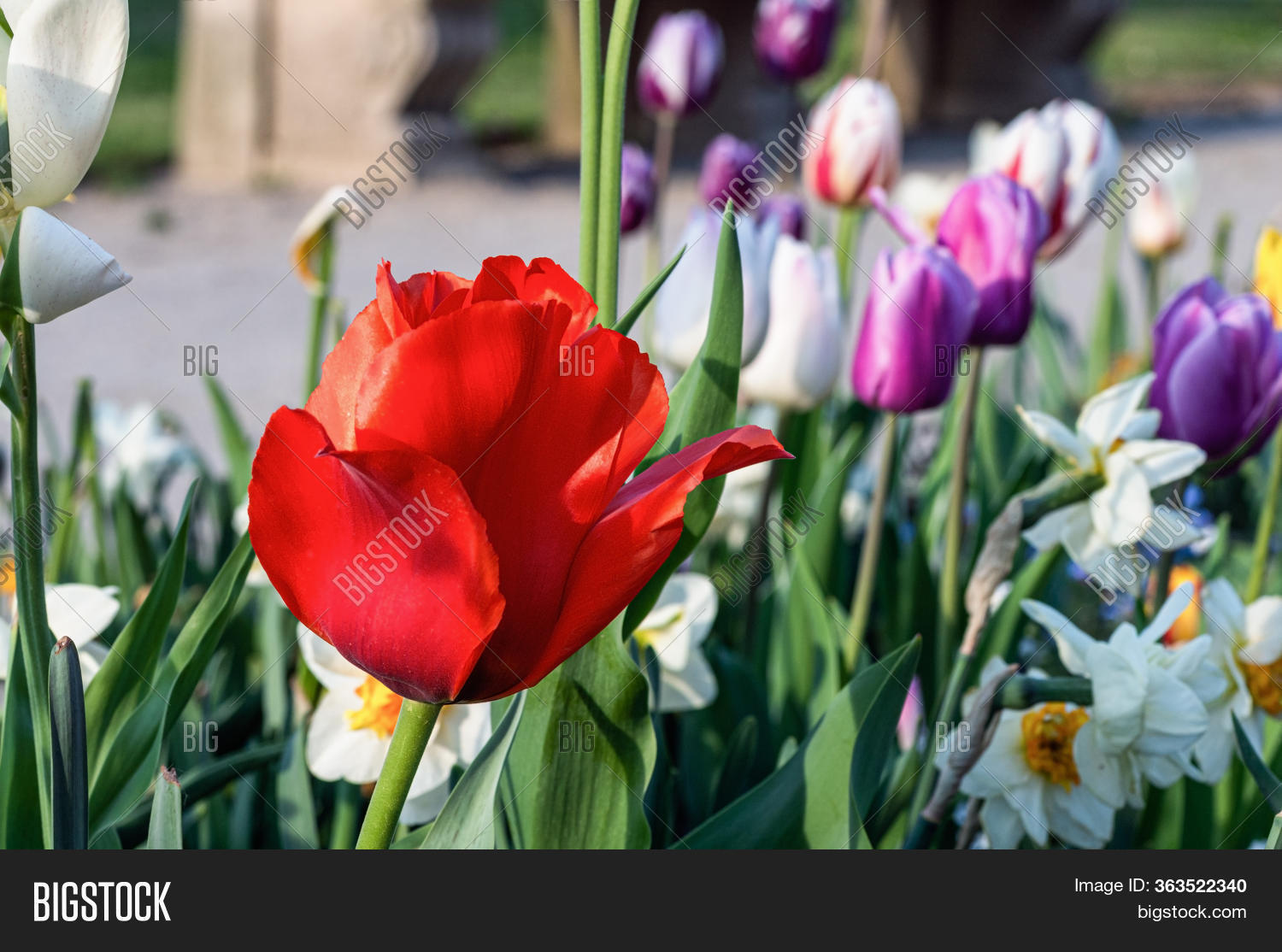 Big Red Tulip On Image & Photo (Free Trial) | Bigstock