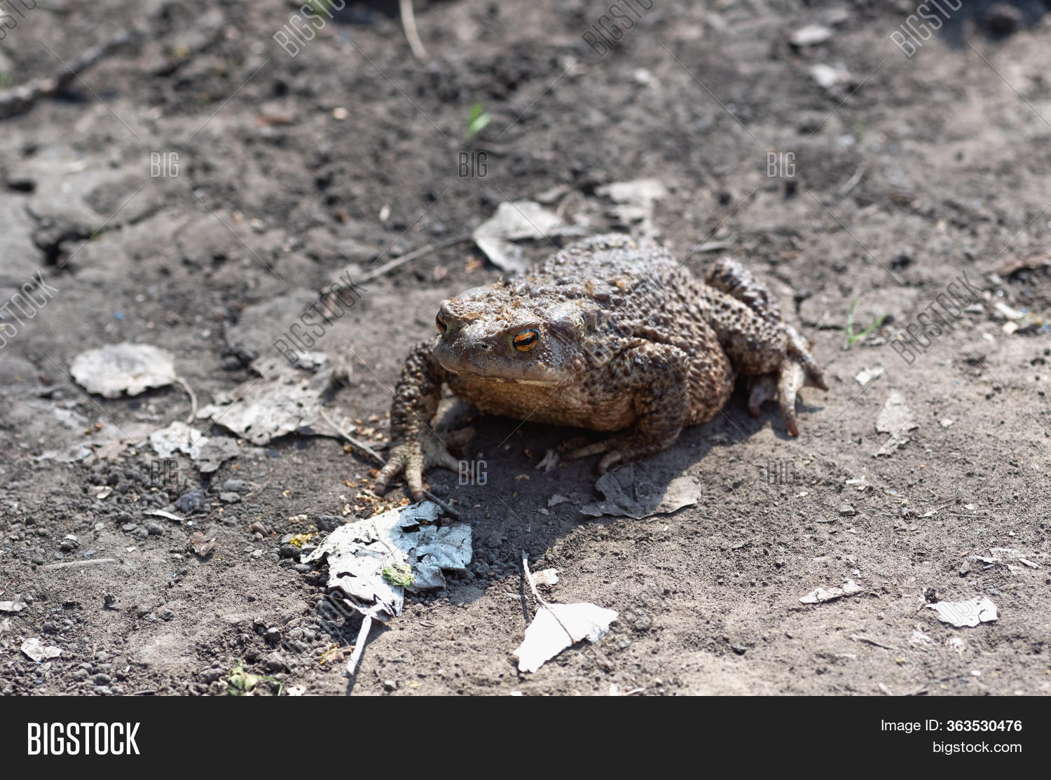 Huge Earth Toad Image & Photo (Free Trial) | Bigstock