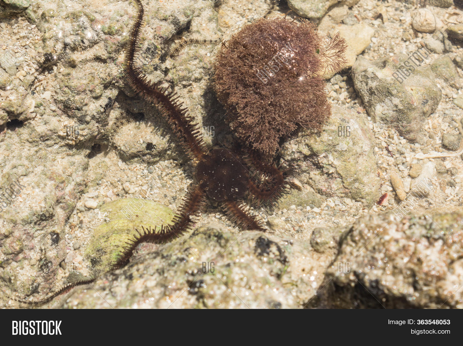 Ophiura Albida Species Image & Photo (Free Trial) | Bigstock