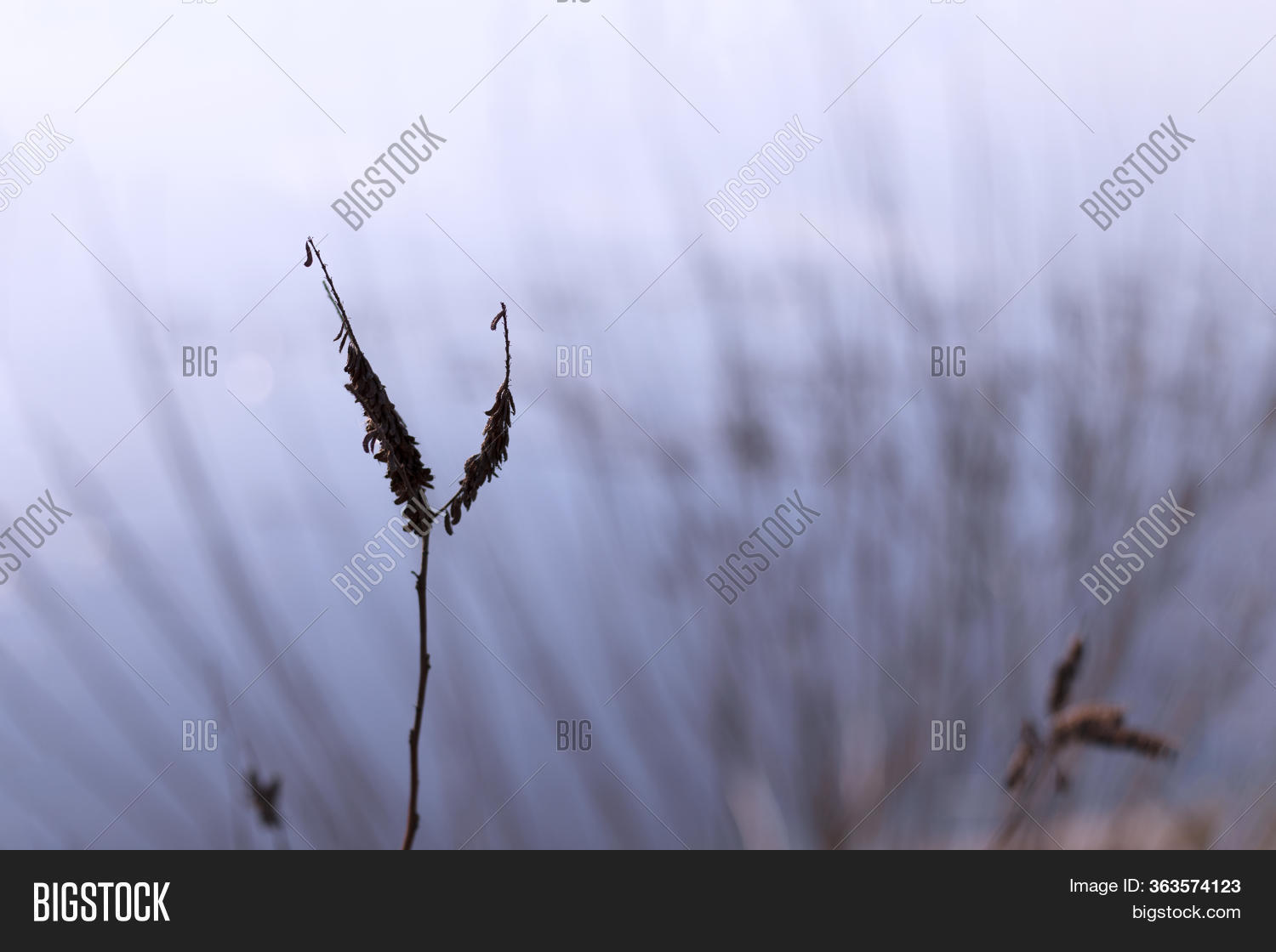 Withered Thin Branch Image & Photo (Free Trial) | Bigstock