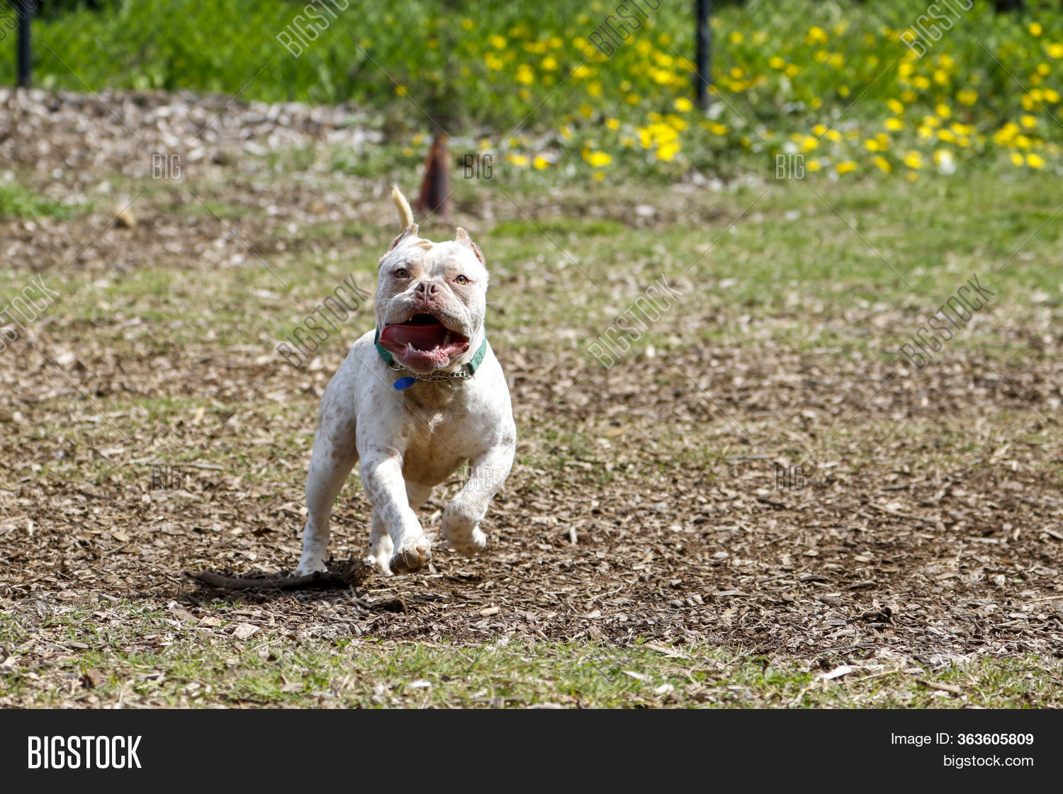 Short Pitbull Running Image & Photo (Free Trial) | Bigstock