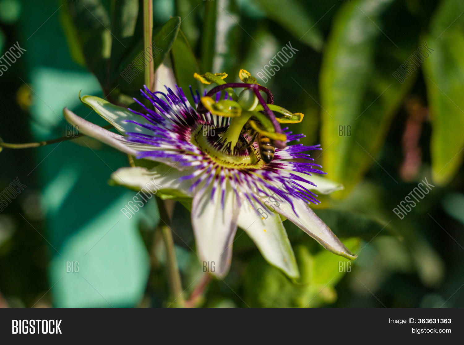 Passion Flower Image & Photo (Free Trial) | Bigstock