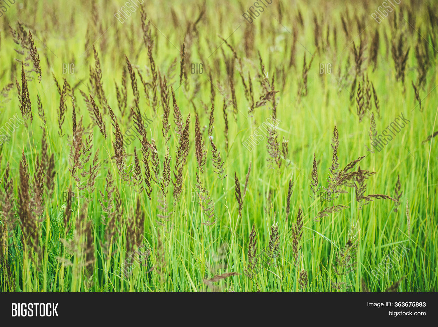 Fluffy Bushes Grass Image & Photo (Free Trial) | Bigstock