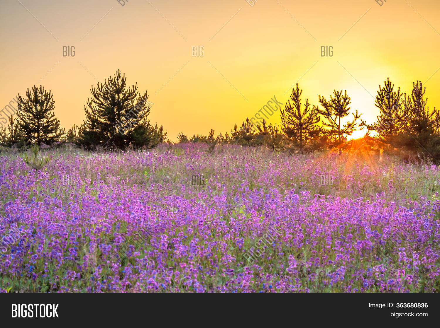 Beautiful Amazing Image & Photo (Free Trial) | Bigstock