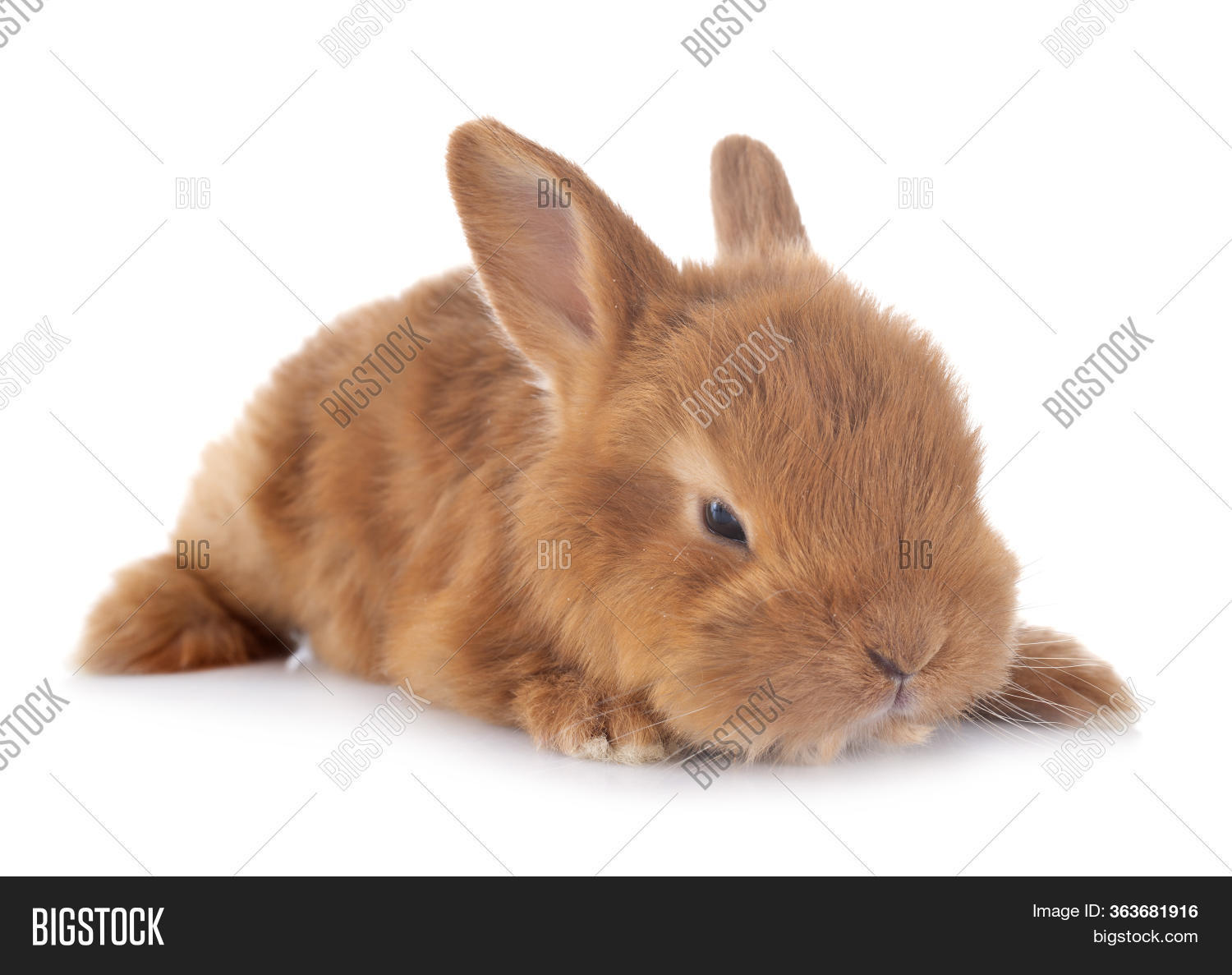 Young Rabbit Fauve De Image & Photo (Free Trial) | Bigstock