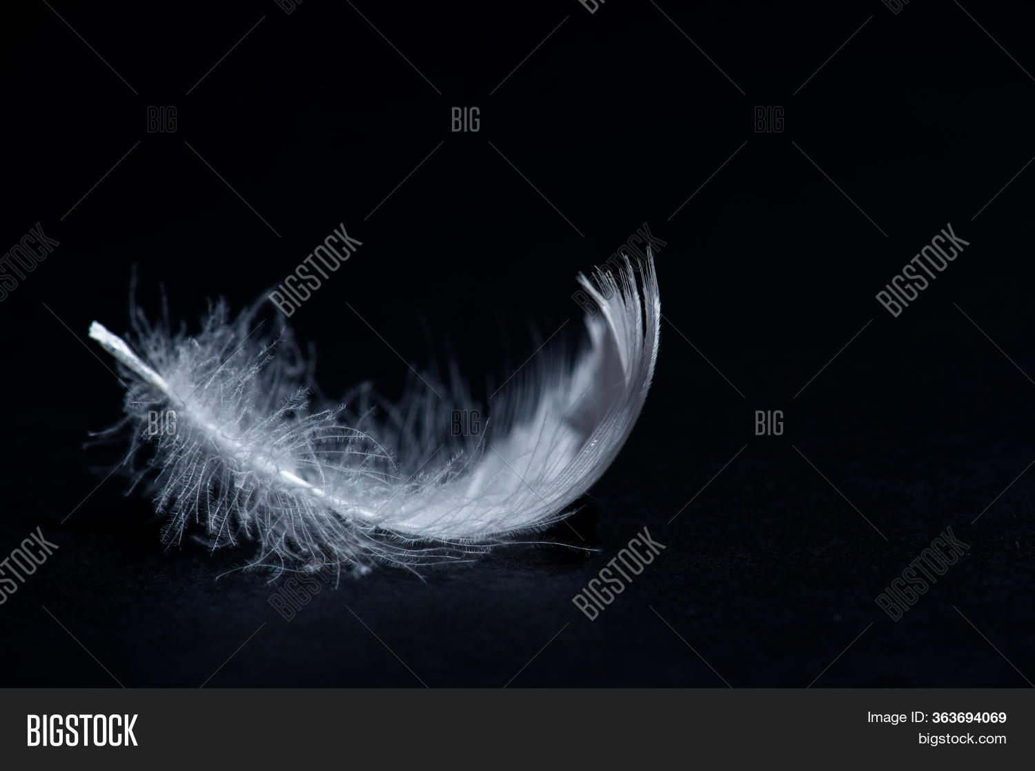 White Swan Feather Image & Photo (Free Trial) | Bigstock