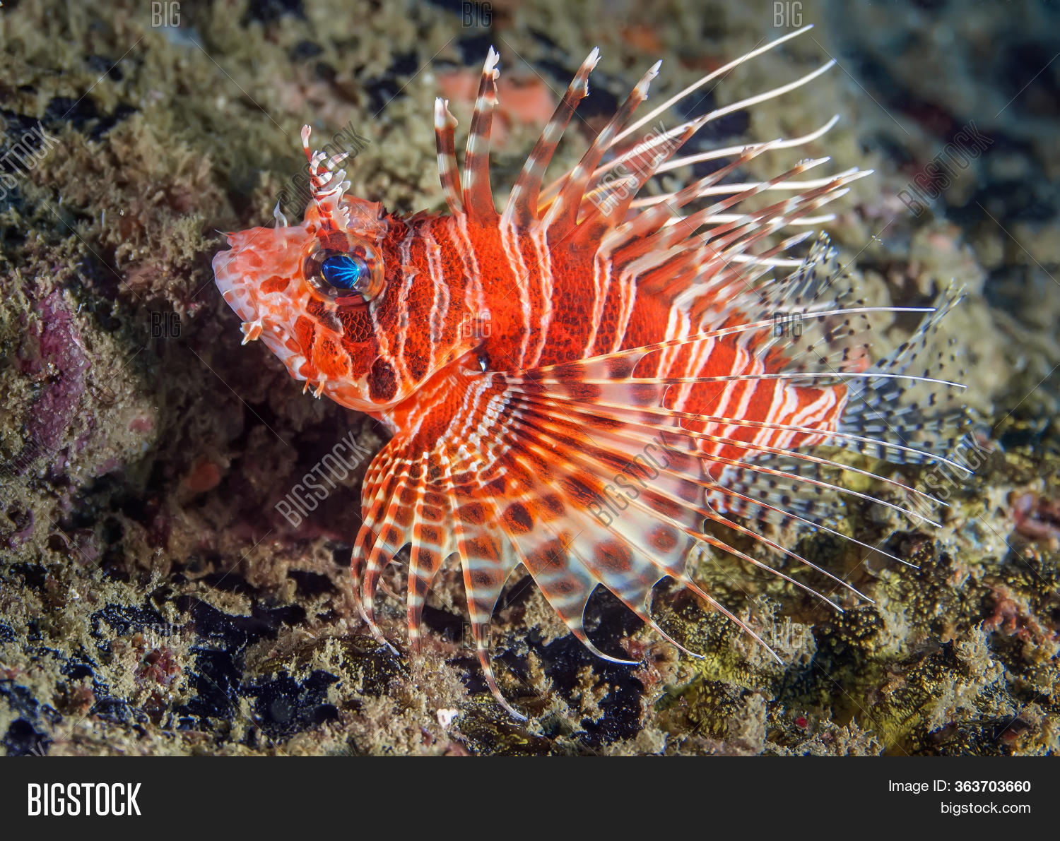 Spotted Winged Fish On Image & Photo (Free Trial) | Bigstock