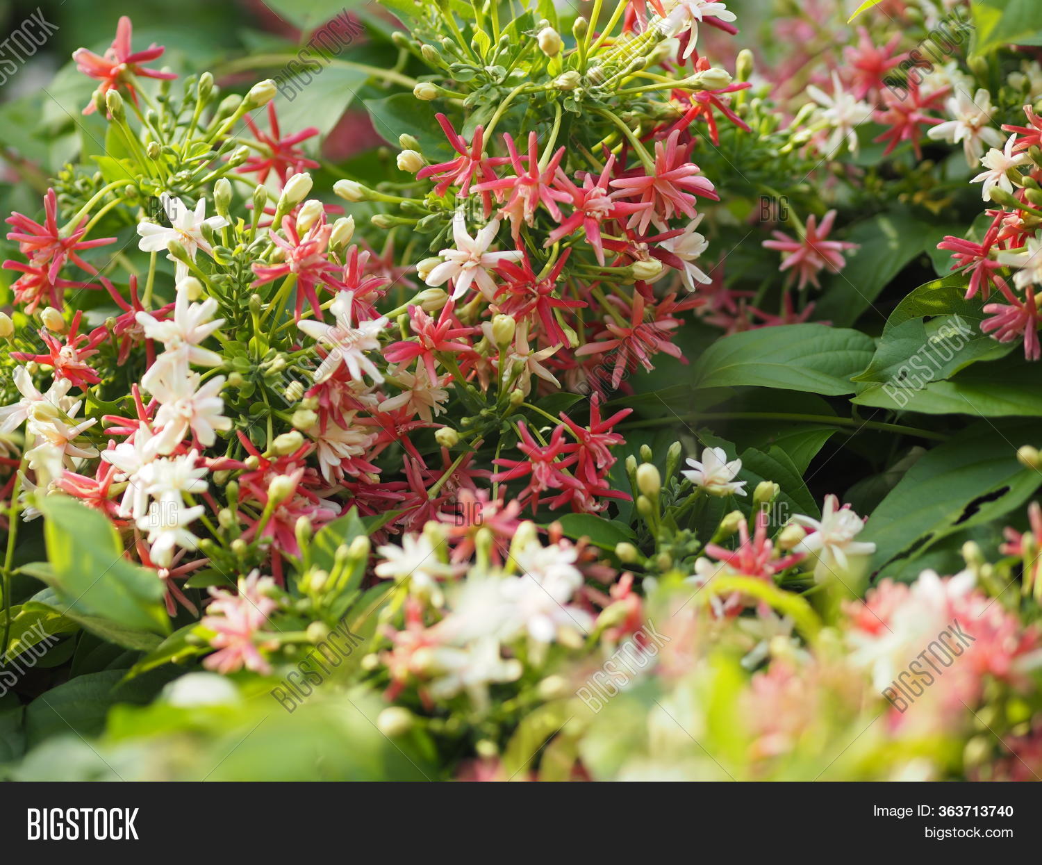 Rangoon Creeper, Image & Photo (Free Trial) | Bigstock