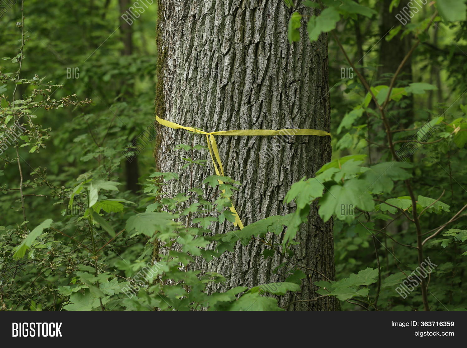Tree Trunk Forest Tied Image & Photo (Free Trial) | Bigstock