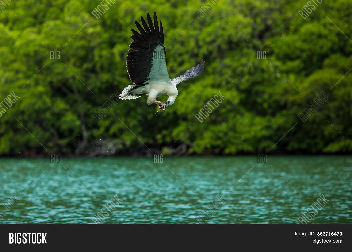 Eagle Eating On Fly Image & Photo (Free Trial) | Bigstock