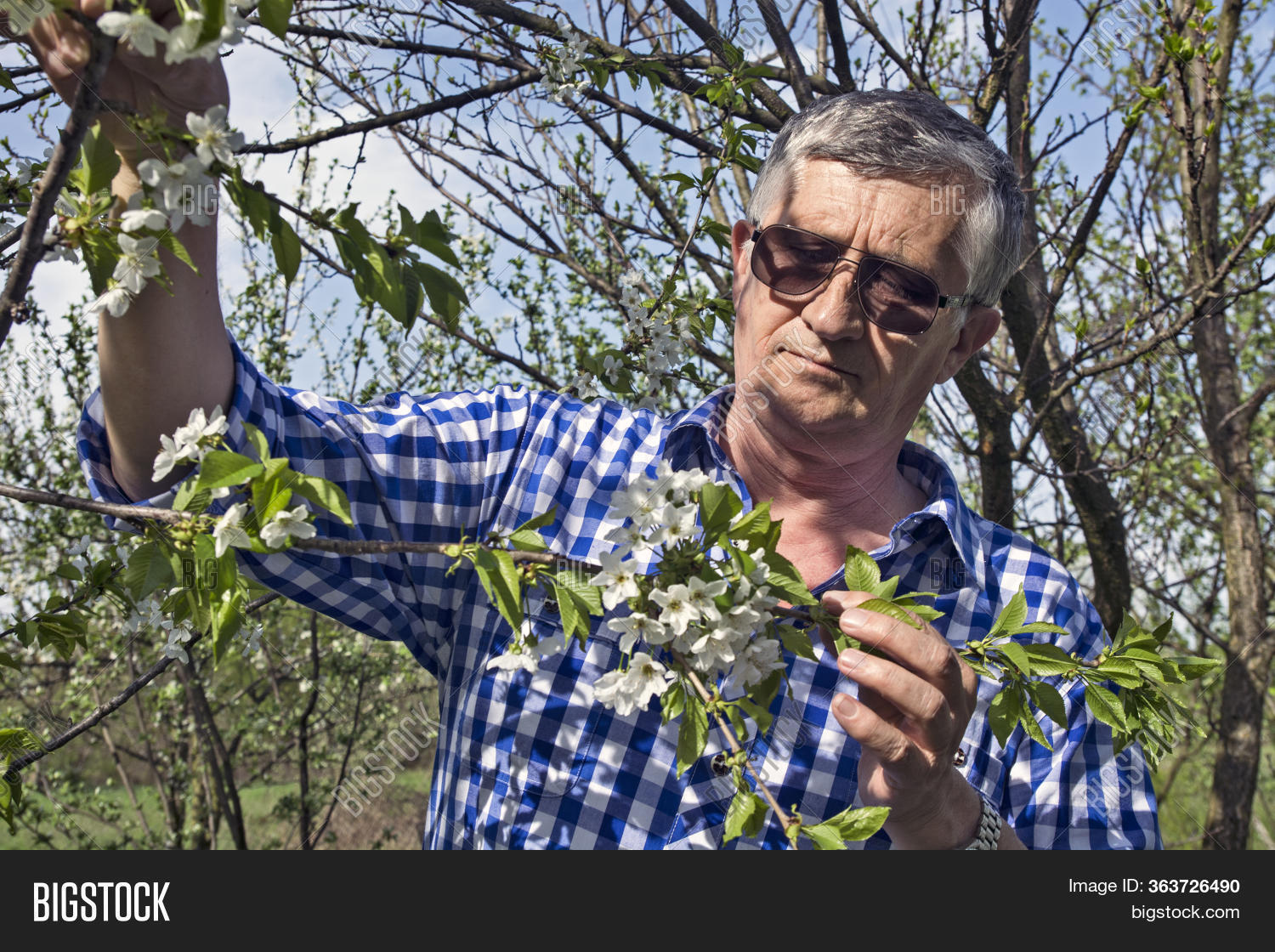 Farmer His Orchard Image & Photo (Free Trial) | Bigstock
