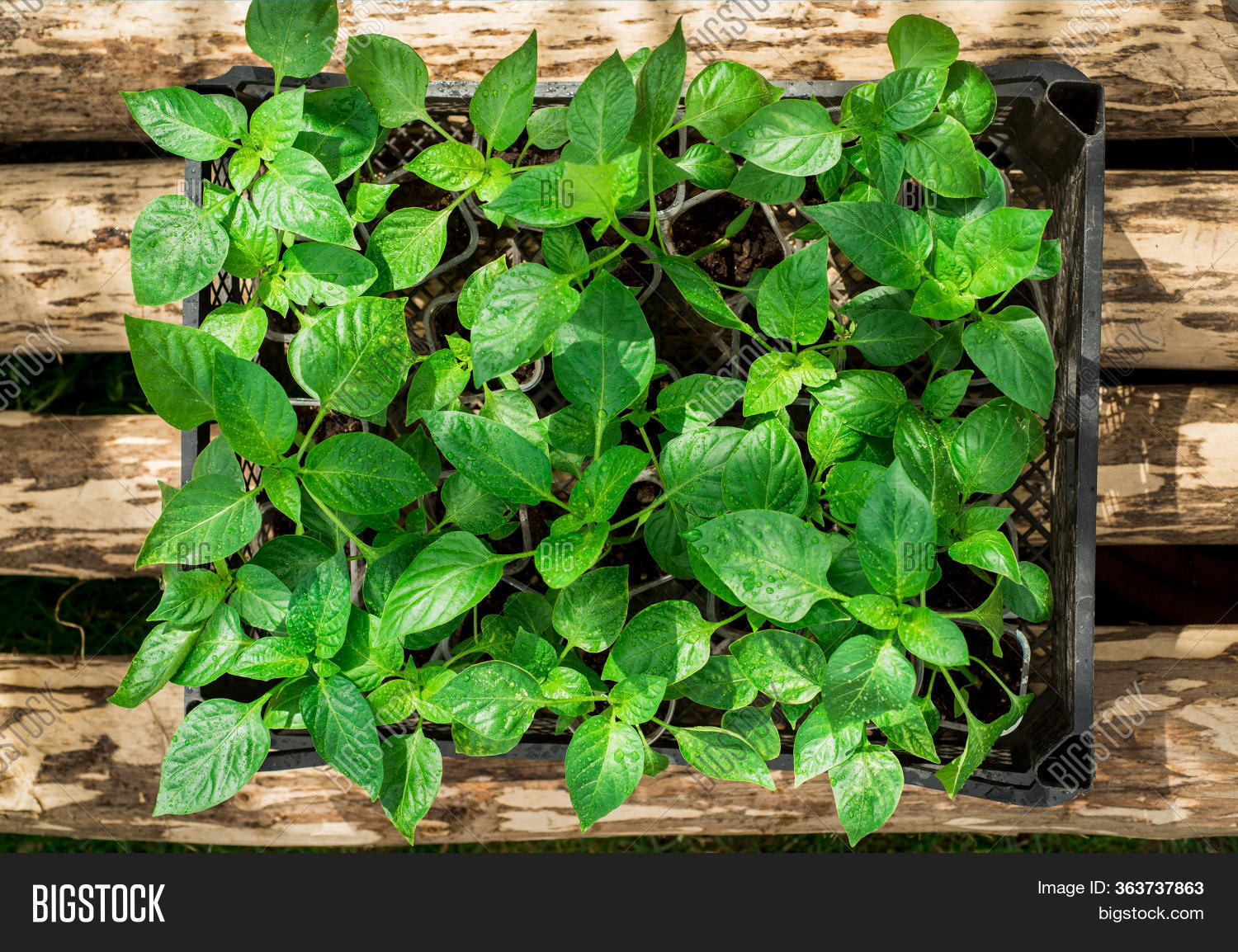 Box Plants. Seedlings Image & Photo (Free Trial) | Bigstock