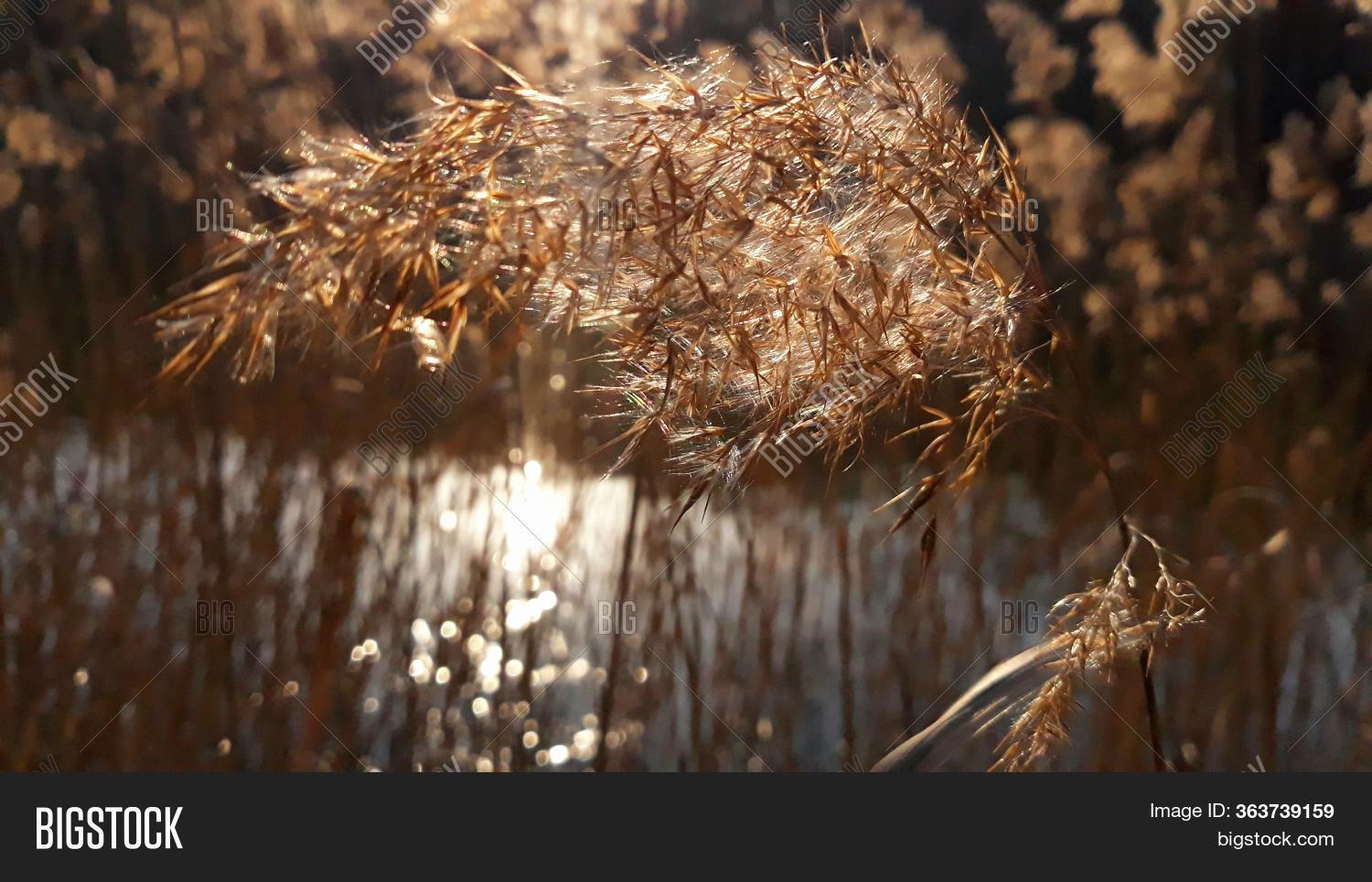 Dry Reeds On Lake Sway Image & Photo (Free Trial) | Bigstock