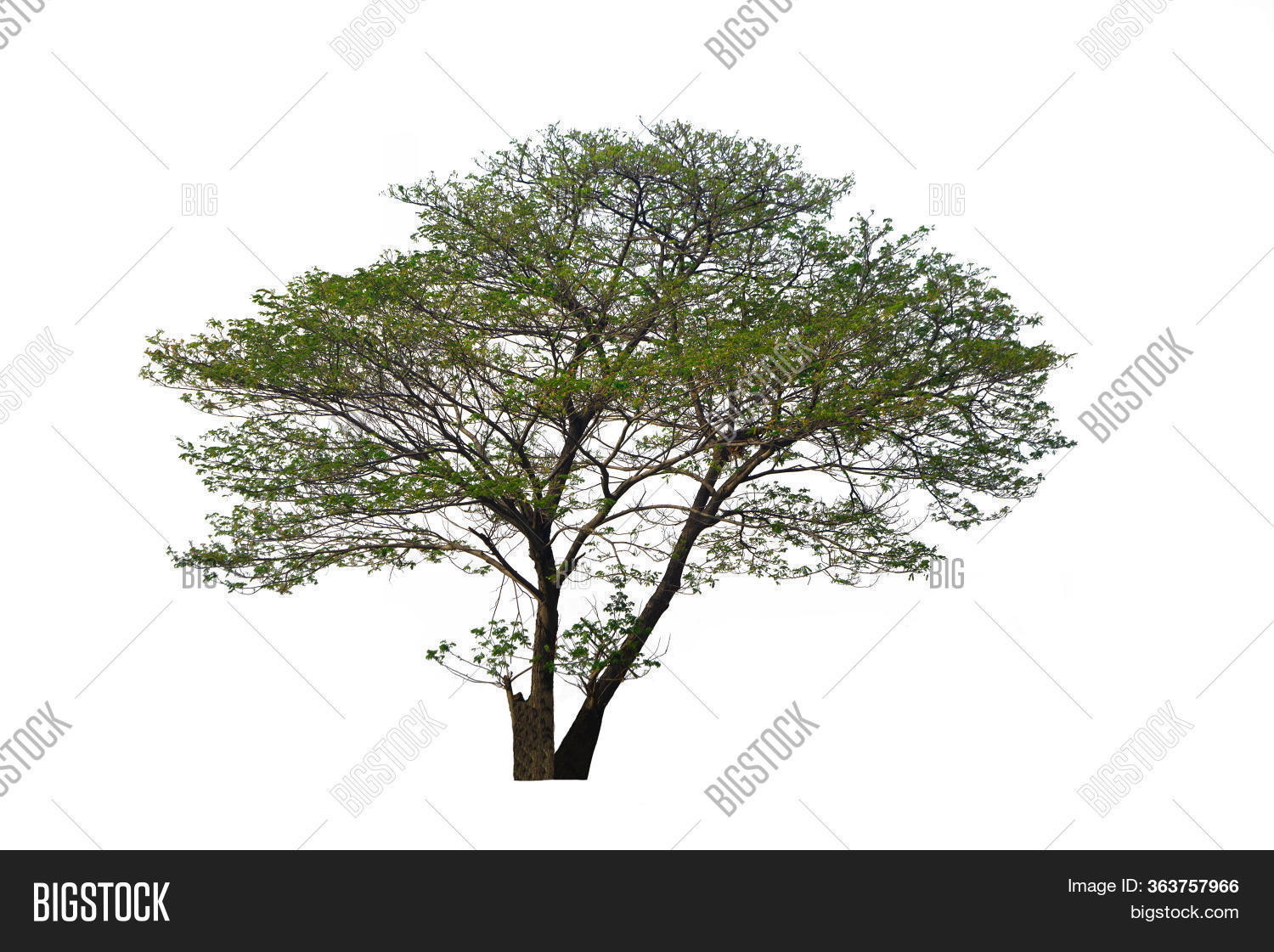 Green Tree On Isolated Image & Photo (Free Trial) | Bigstock