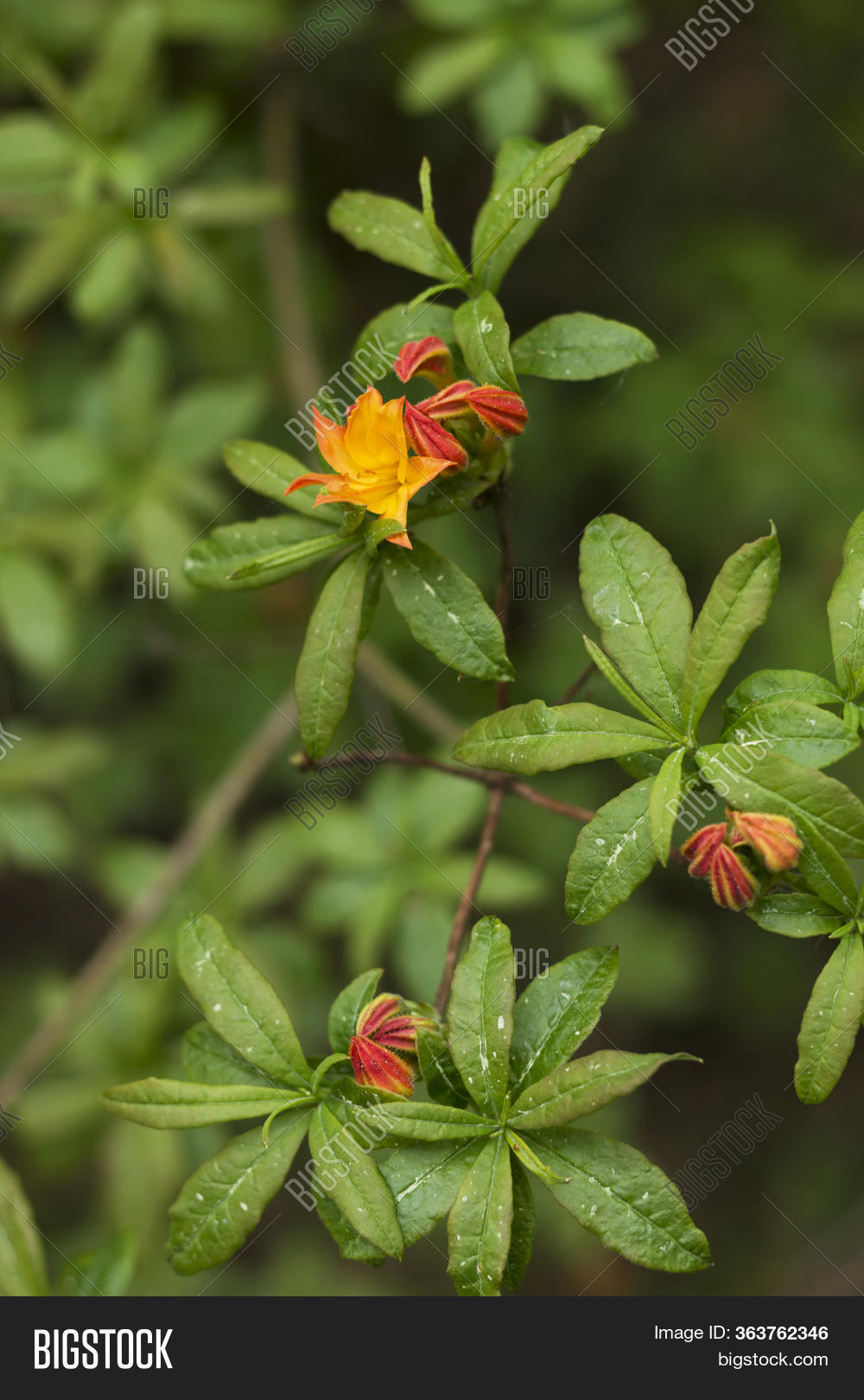 Big Azalea Image & Photo (Free Trial) | Bigstock