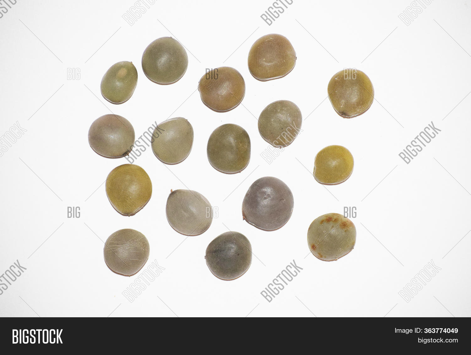 Fever Nut Caesalpinia Image & Photo (Free Trial) | Bigstock