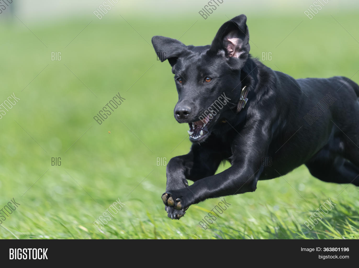 Close Black Labrador Image & Photo (Free Trial) | Bigstock