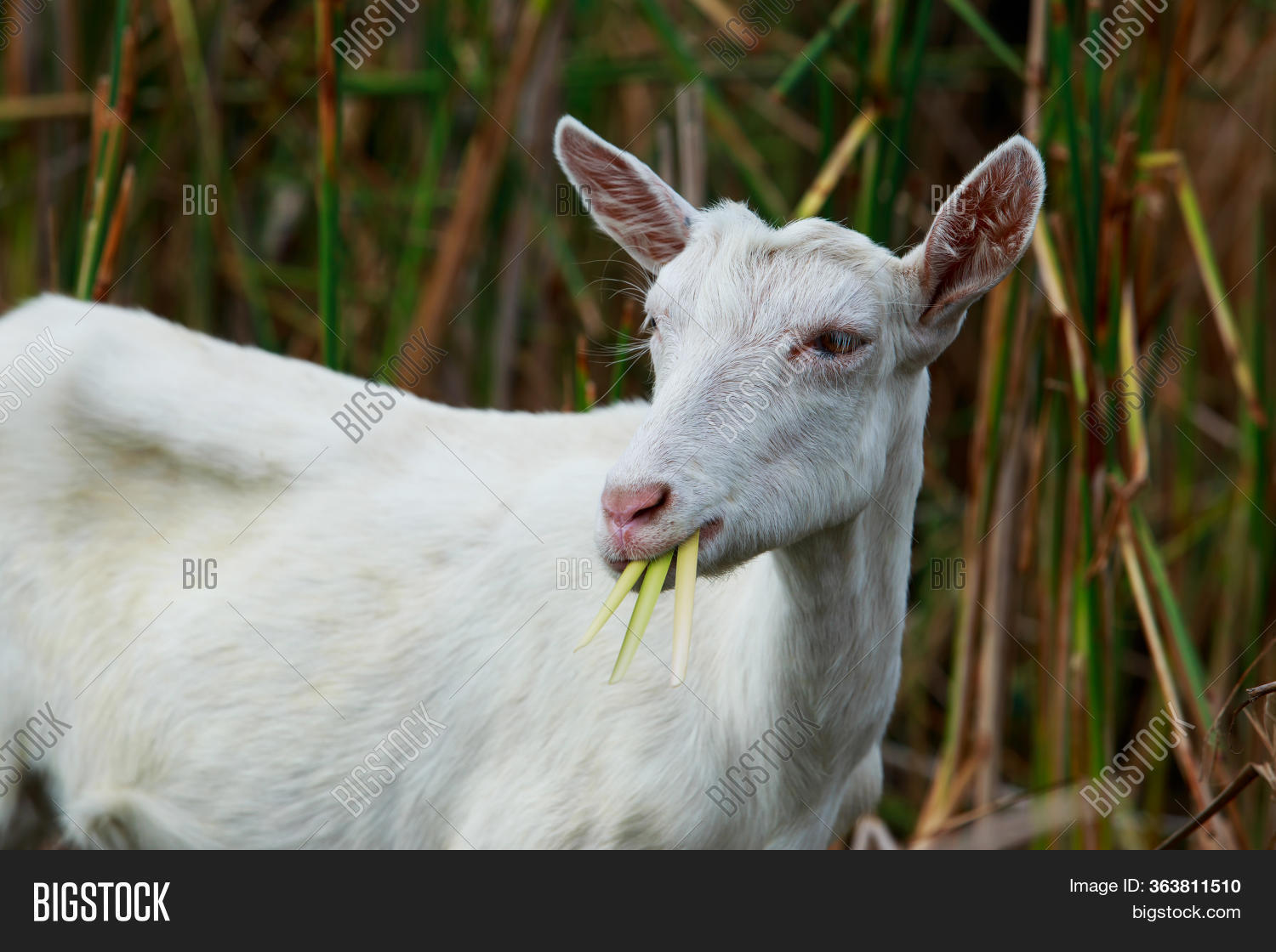Portrait White Goat Image & Photo (Free Trial) | Bigstock