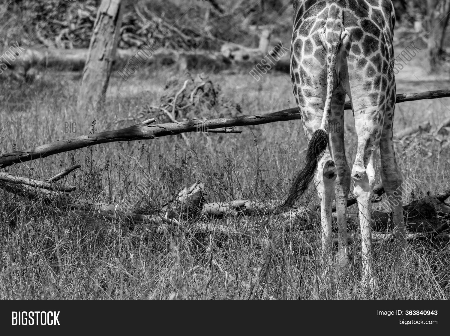 Giraffe Backside View Image & Photo (Free Trial) | Bigstock