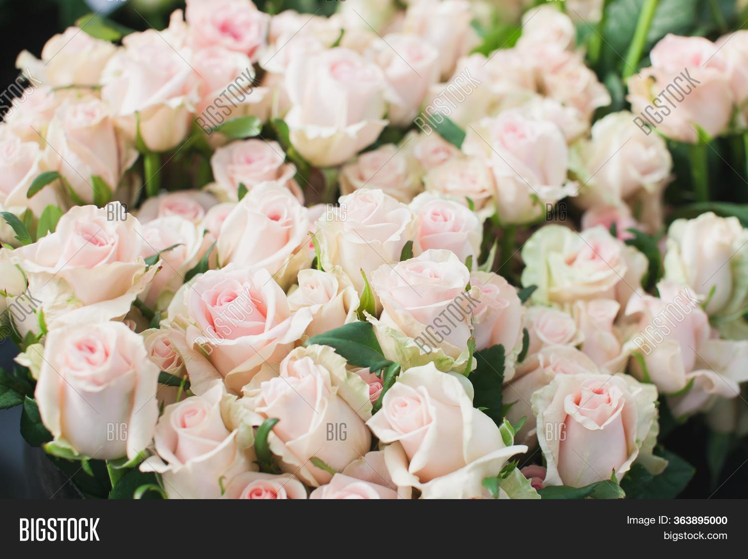 Sweet Dolomiti Roses Image & Photo (Free Trial) | Bigstock