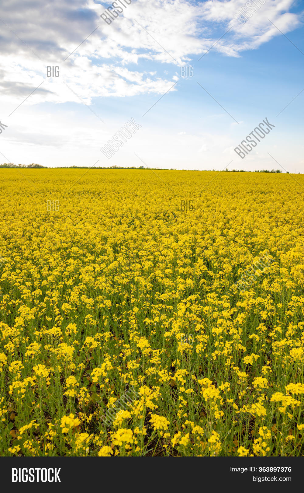 Rapeseed Field Blue Image & Photo (Free Trial) | Bigstock