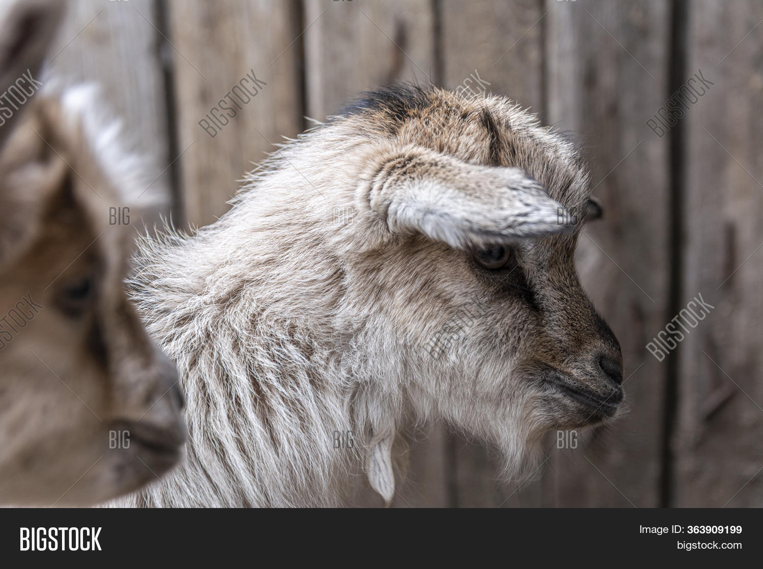 Cute Little Goatlings Image & Photo (Free Trial) | Bigstock