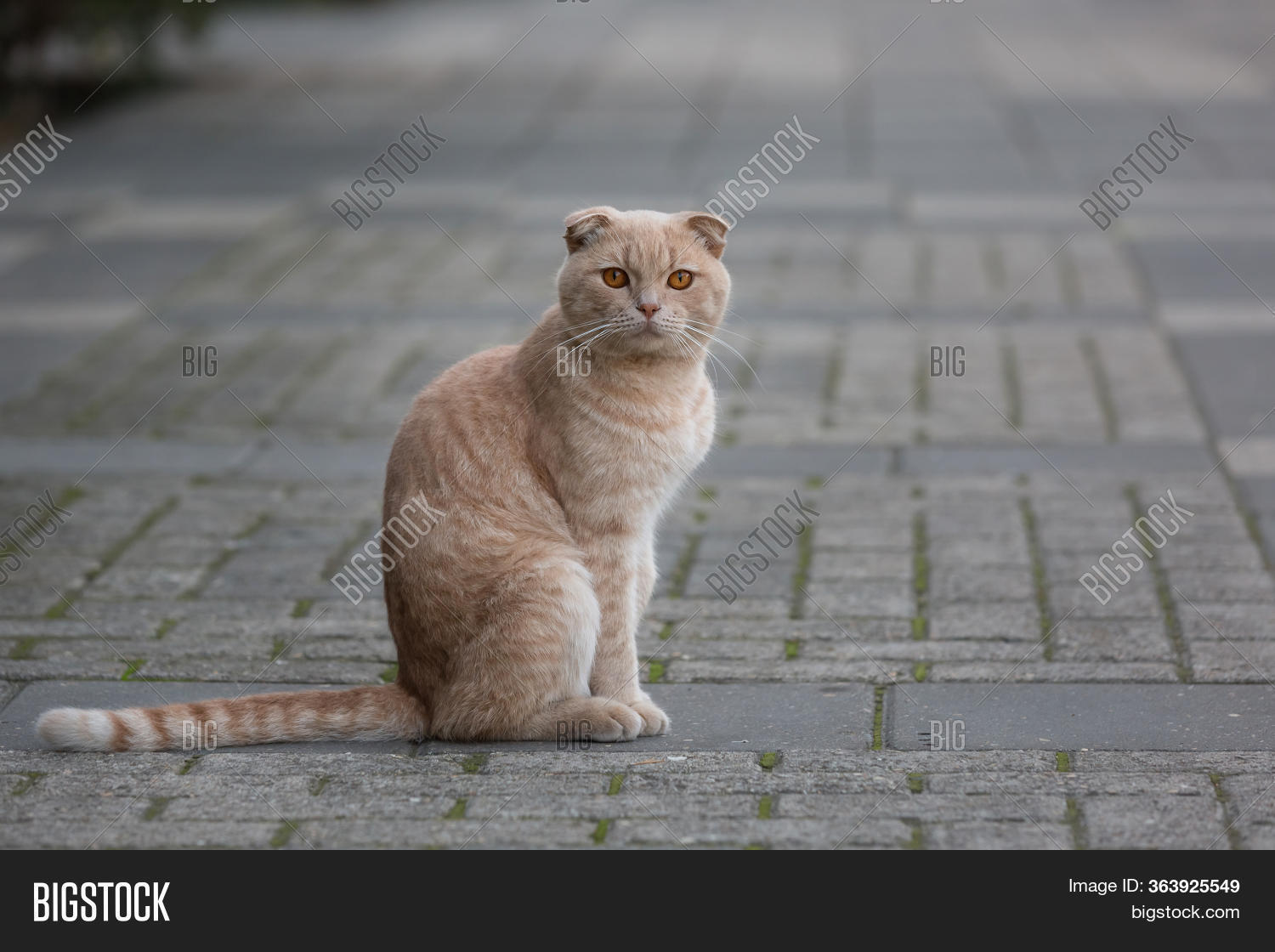 Stray Cat On Street. Image & Photo (Free Trial) | Bigstock