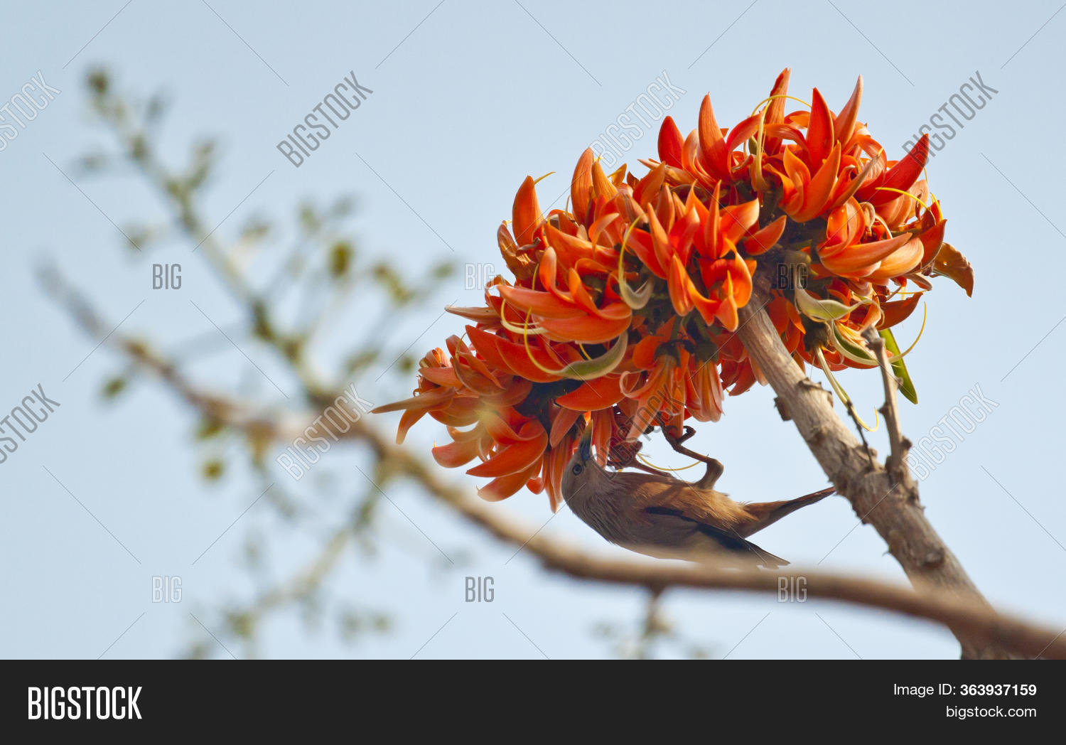 Polash Flower Full Image & Photo (Free Trial) | Bigstock