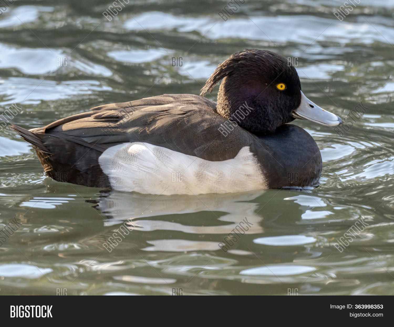 Male Japanese Tufted Image & Photo (Free Trial) | Bigstock
